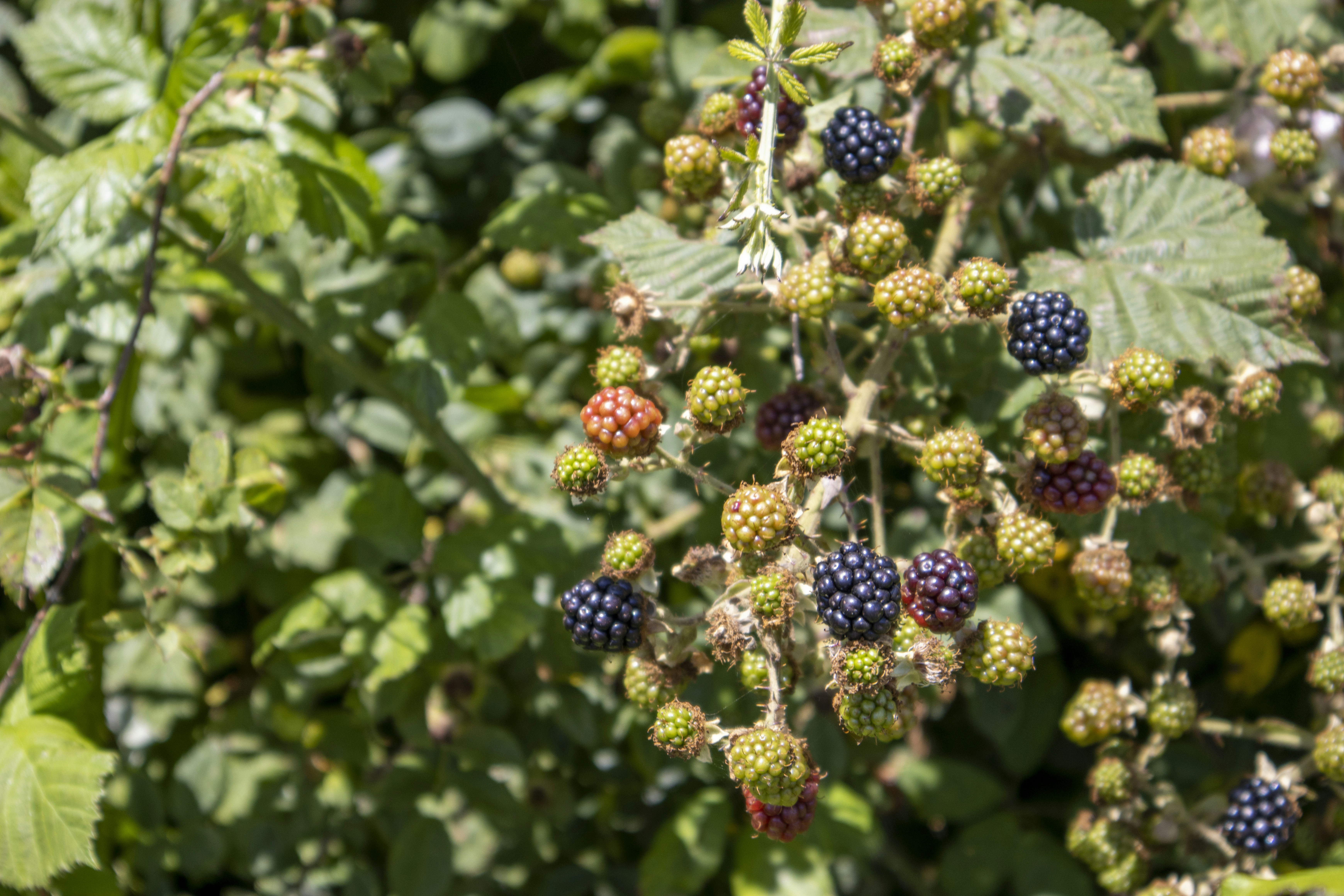 Clusters of blackberries at varying ripeness hang among lush green foliage.