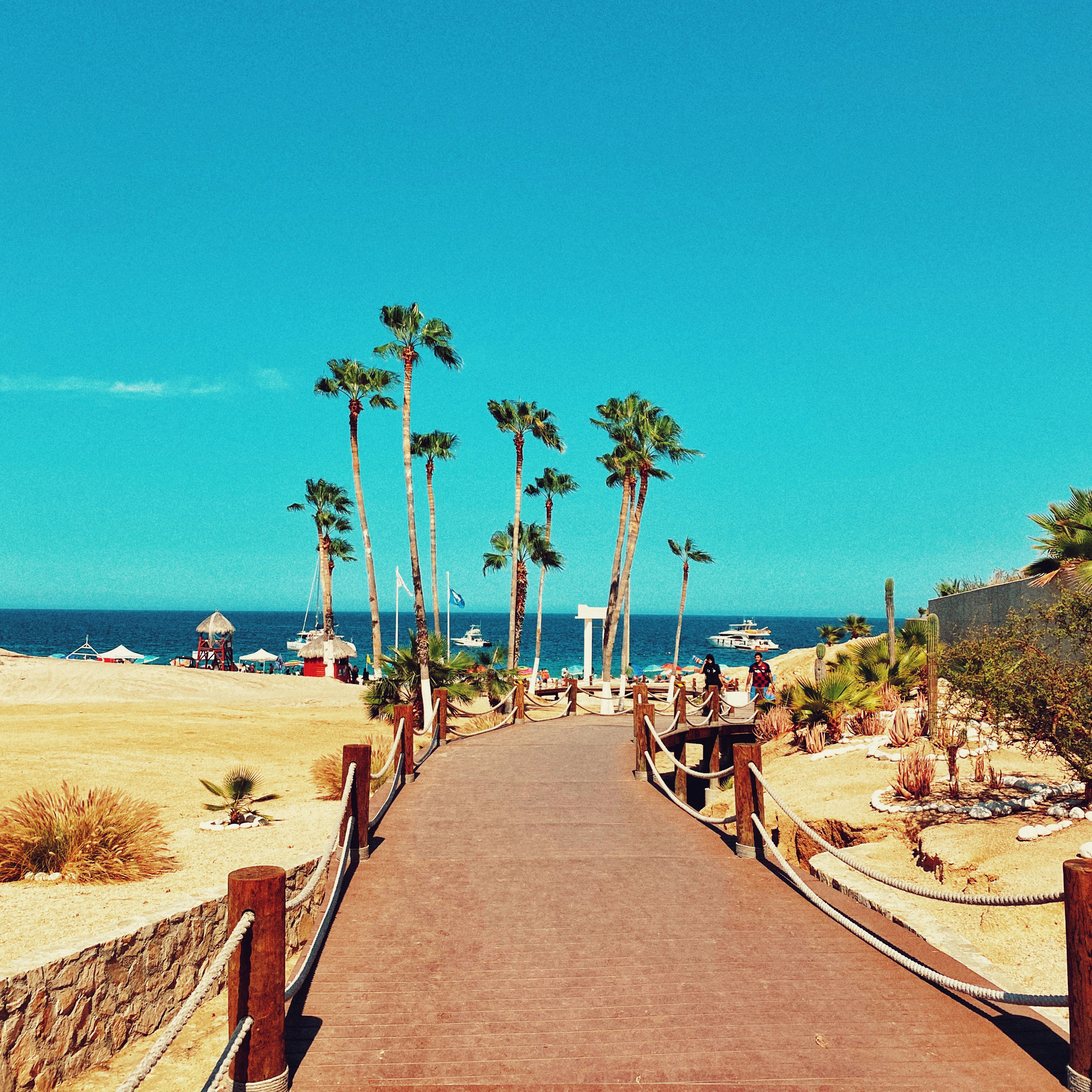 Palm-Grove Promenade: A Sunlit Walk to the Ocean