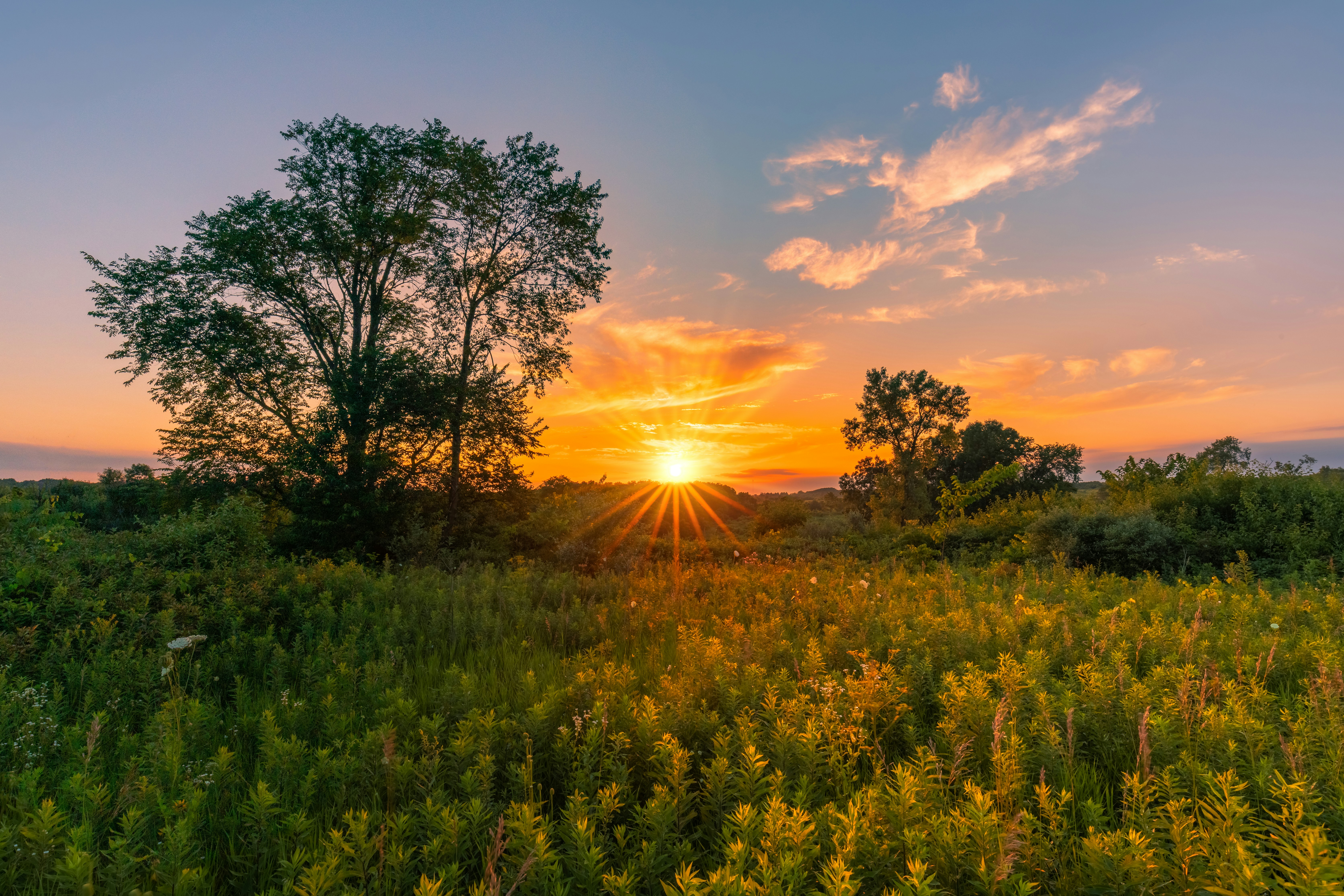 Golden sunset illuminating a vibrant field with silhouettes of trees, creating a serene atmosphere.