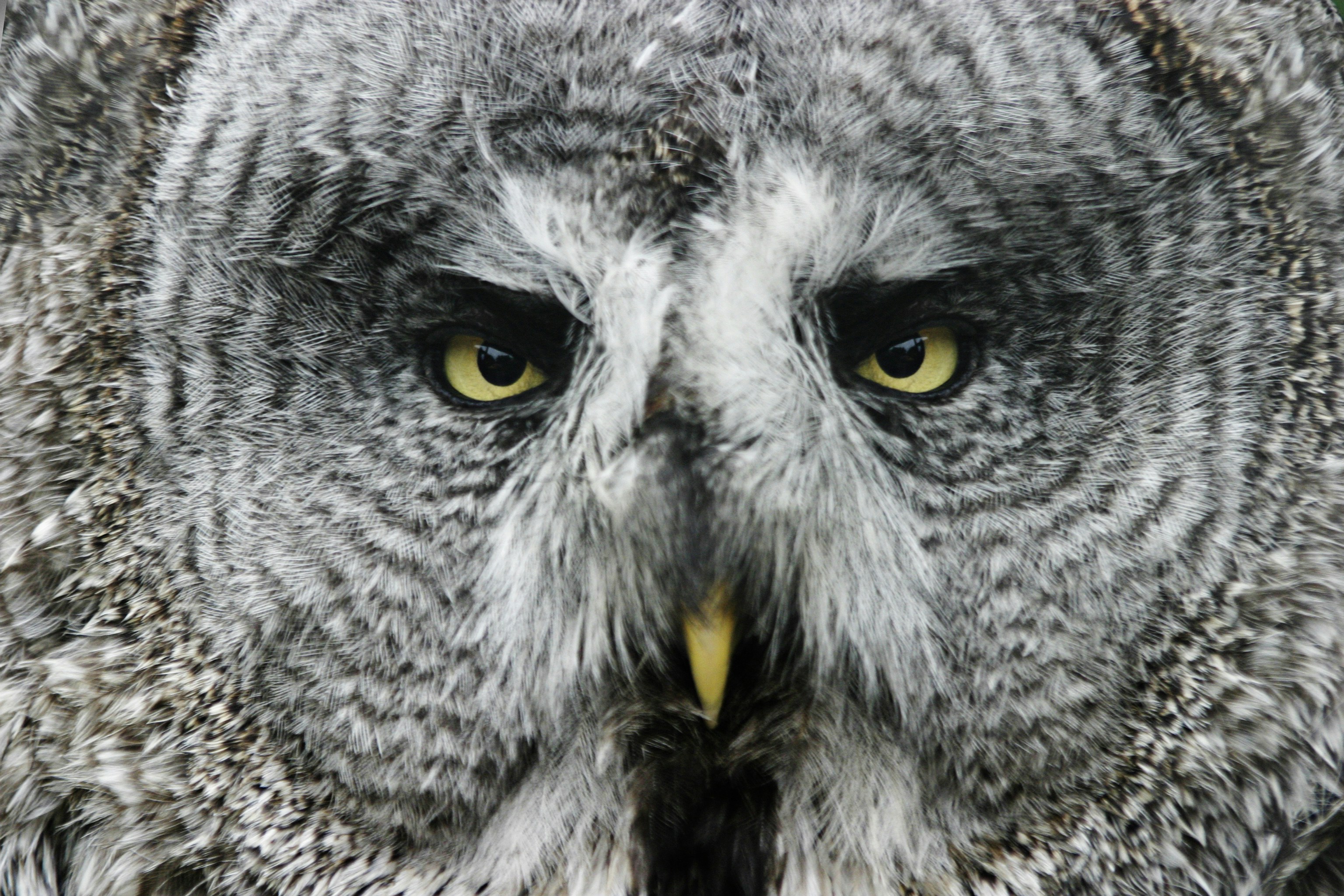 Close-up of a Great Grey Owl with intense yellow eyes and intricate feather patterns. The focus highlights its sharp gaze and unique facial features.