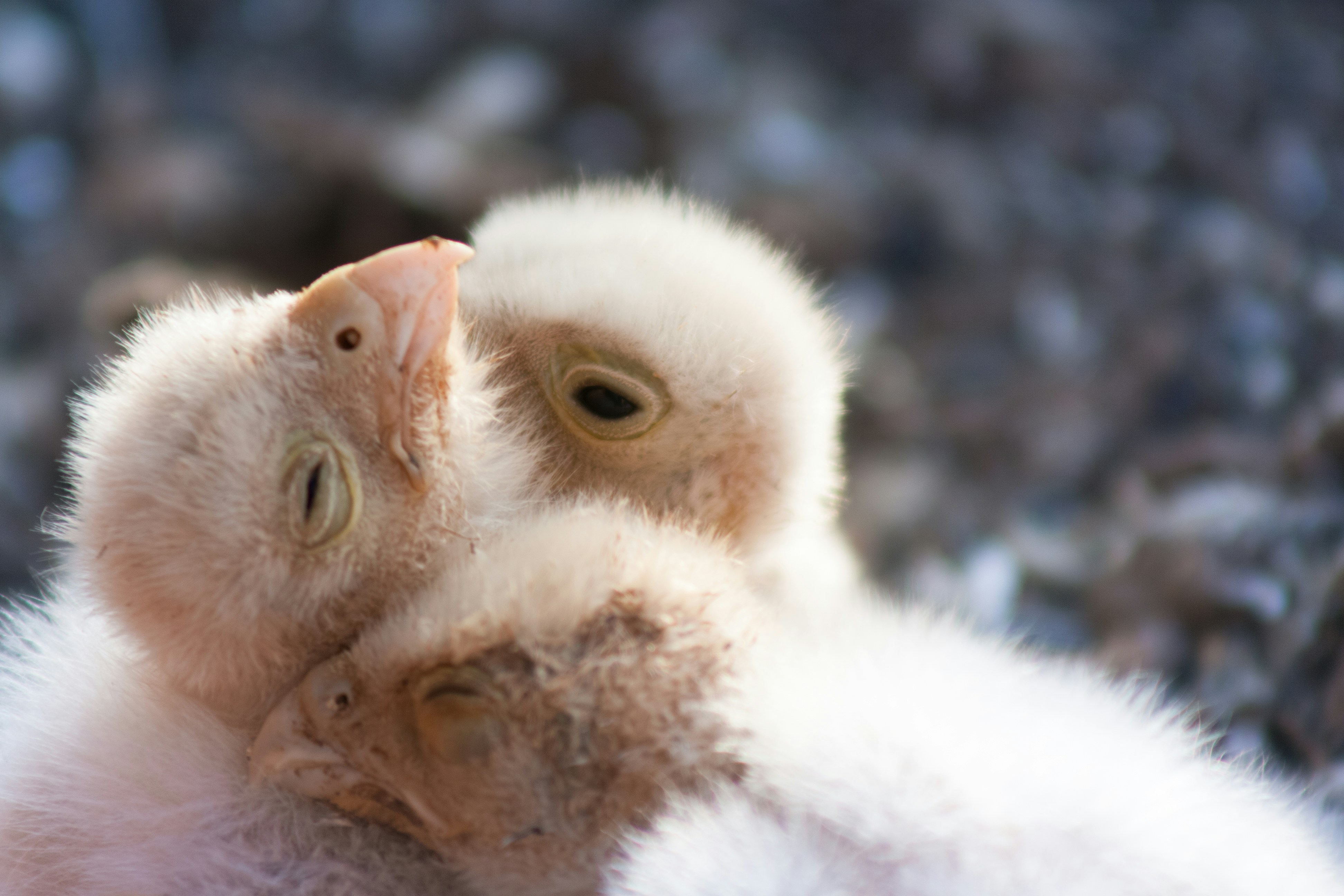 Two fluffy owlets nestled closely together in soft focus.
