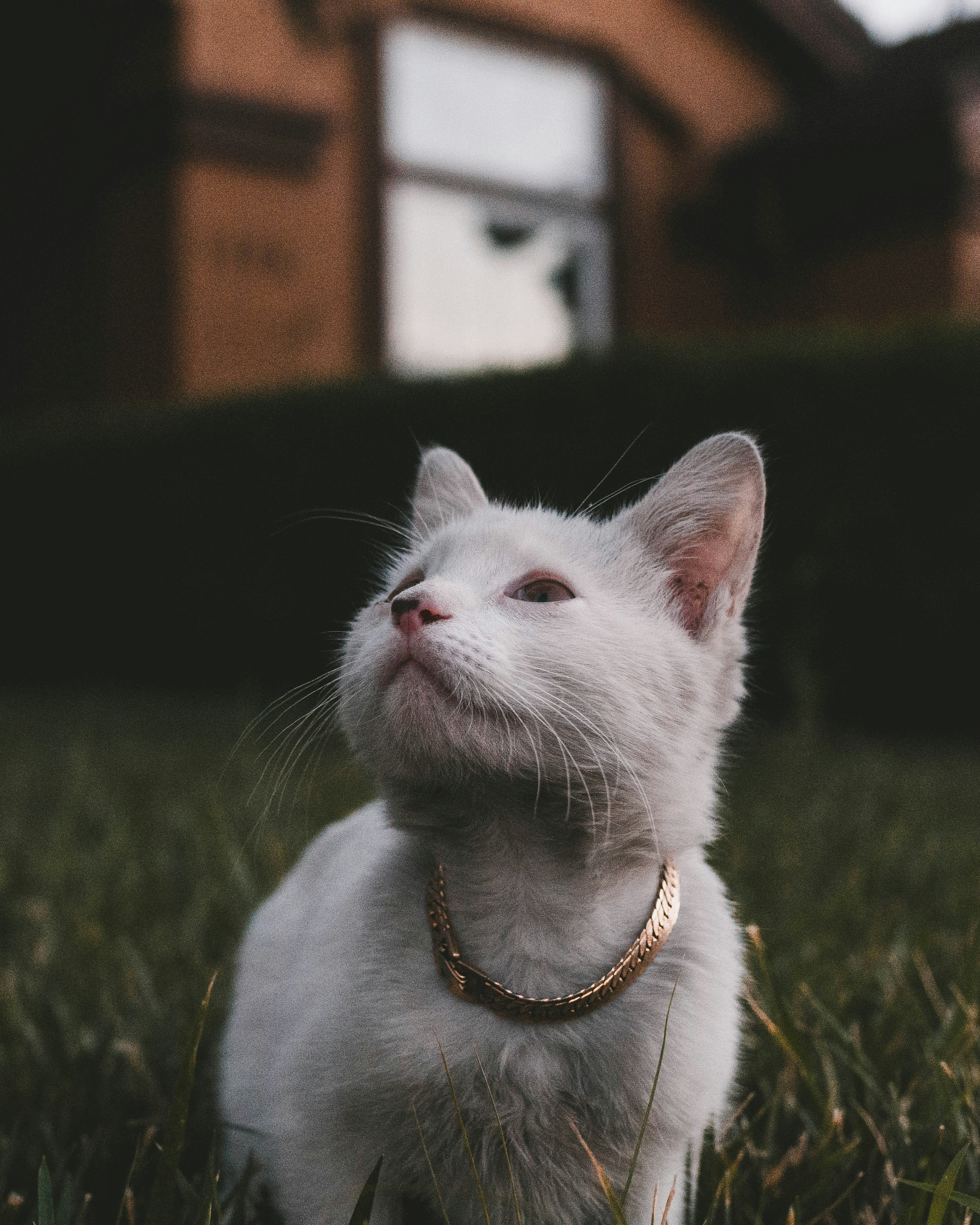 100+ Pets Pictures | Download Free Images on Unsplash