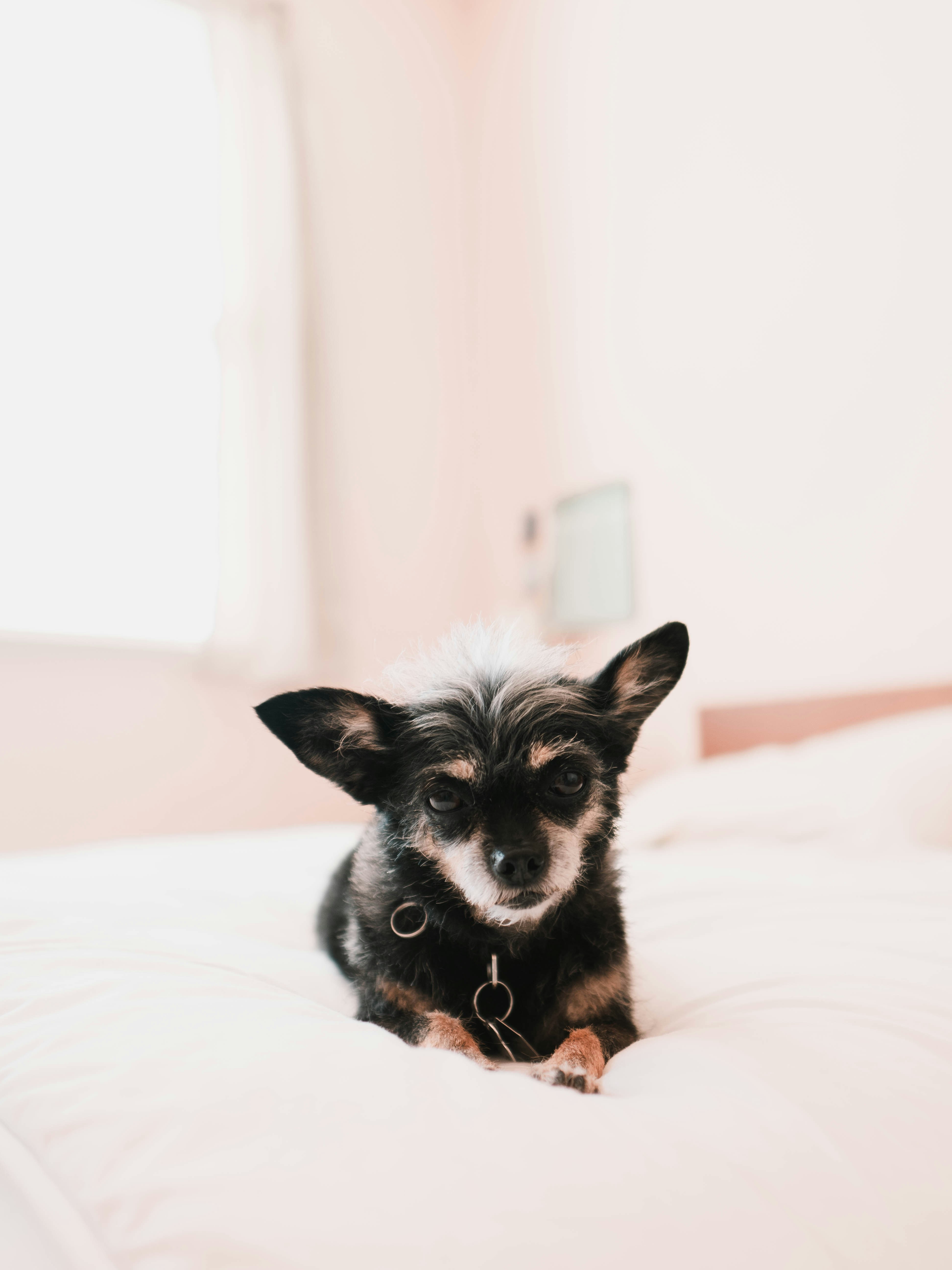 Gentle Pup in a Soft-Peach Bedroom Wake