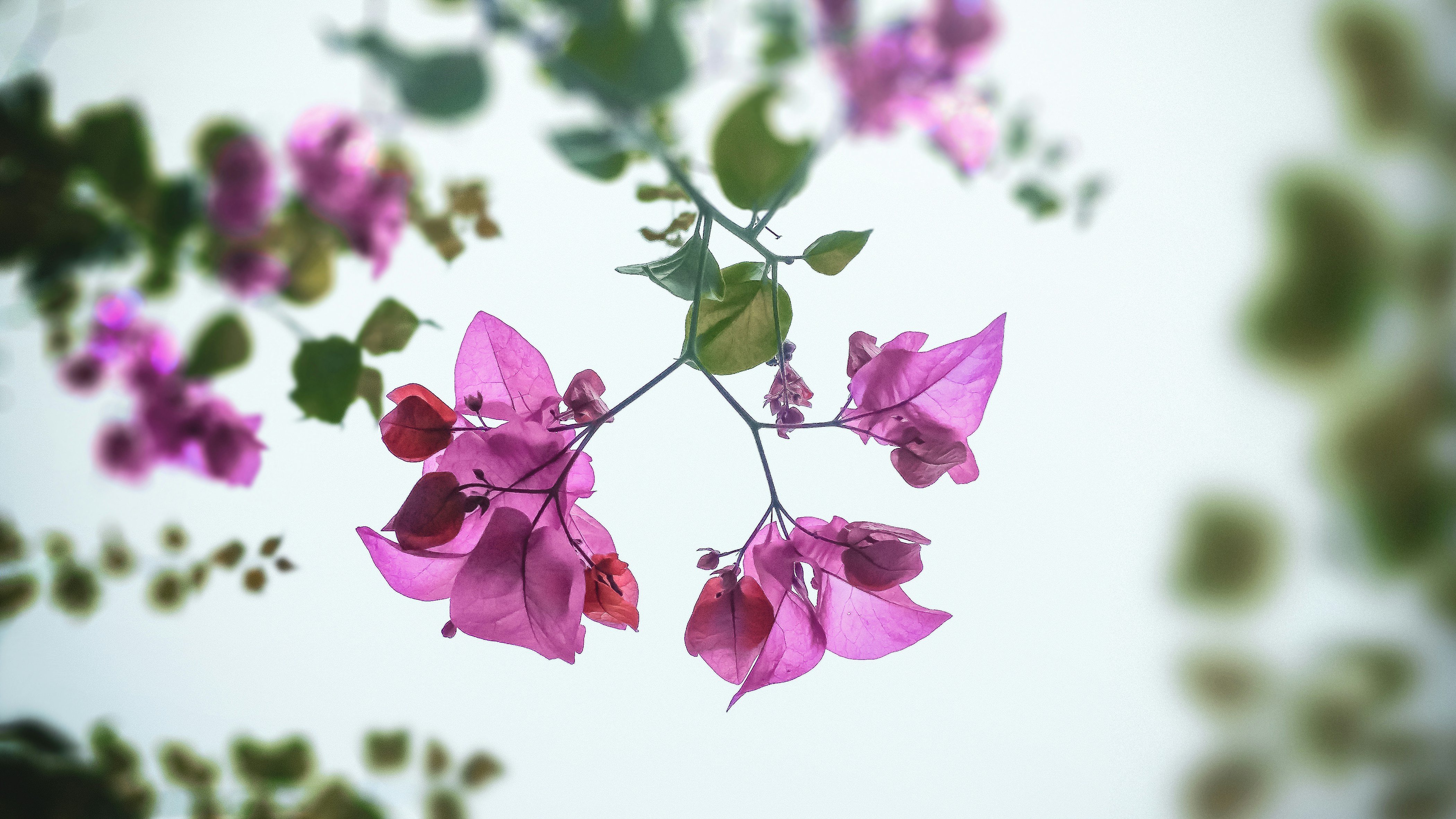 Vibrant pink flowers hanging from a branch against a soft, blurred sky.