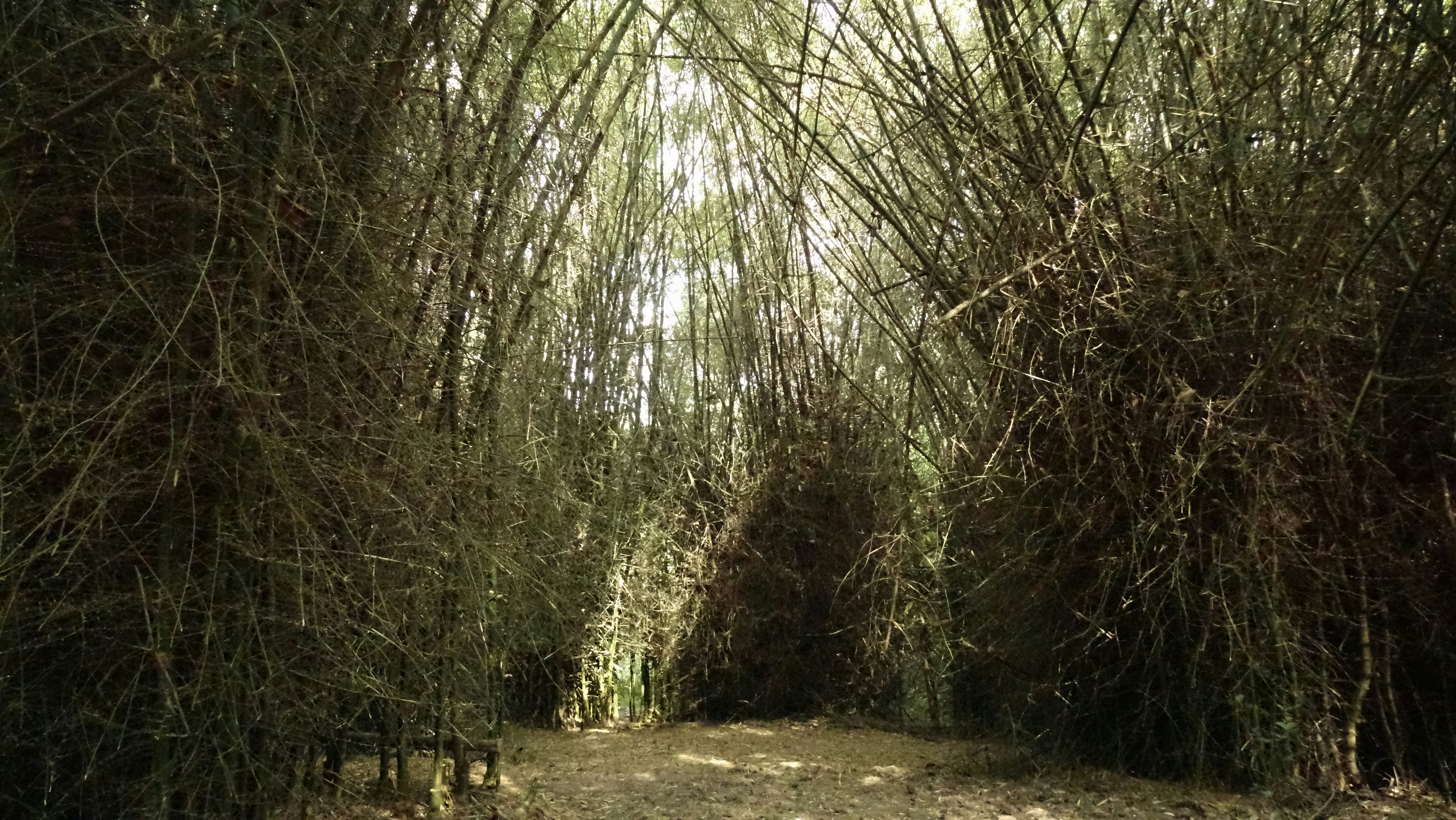 Symmetrical Bamboo Corridor: A Quiet Path Toward a Distant Light