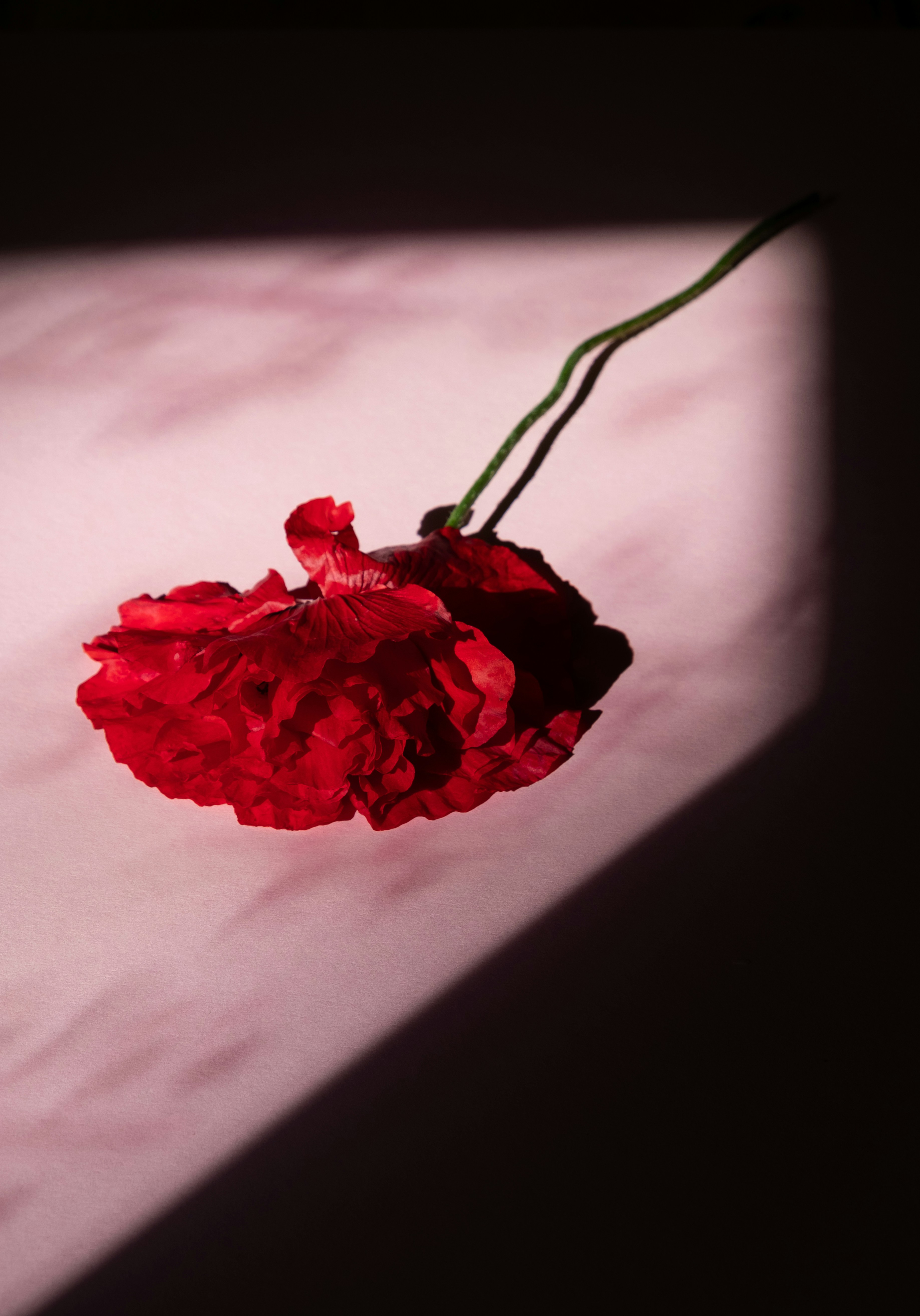 Red Bloom in Midnight Spotlight