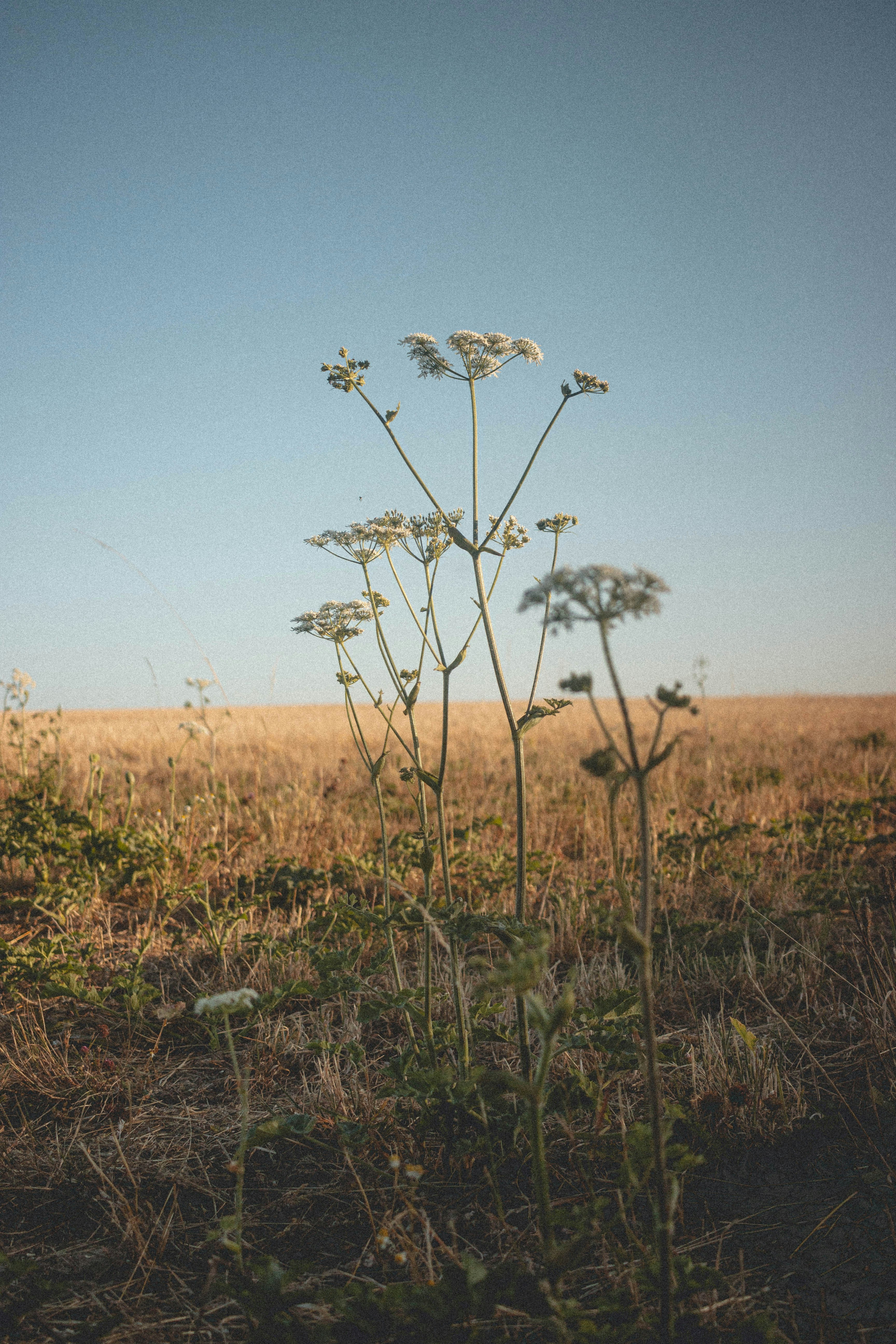 A lone plant in a field with a blue sky in the background photo – Free ...