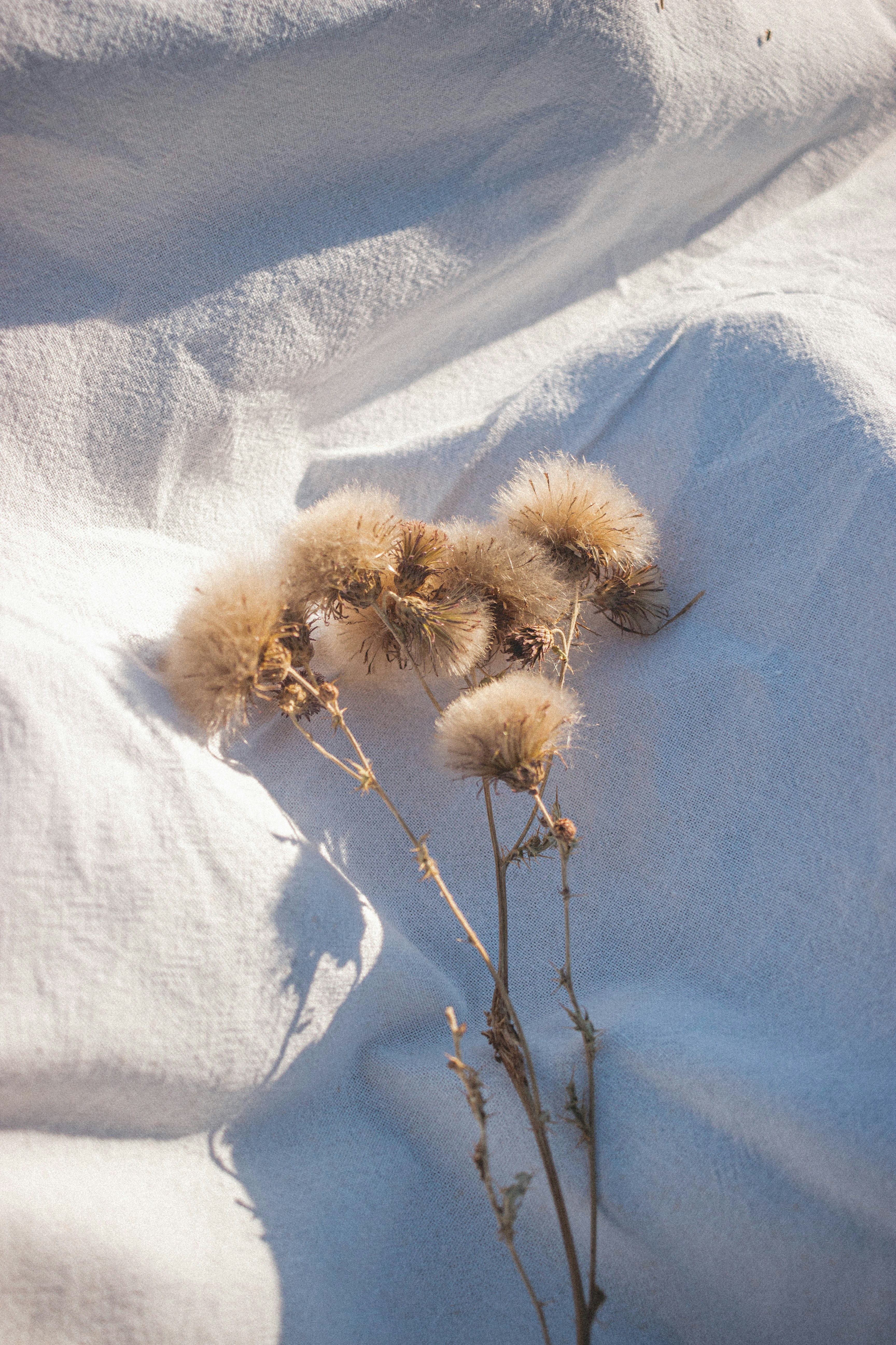 Deserted bloom: sunlit seedheads against a snowy backdrop