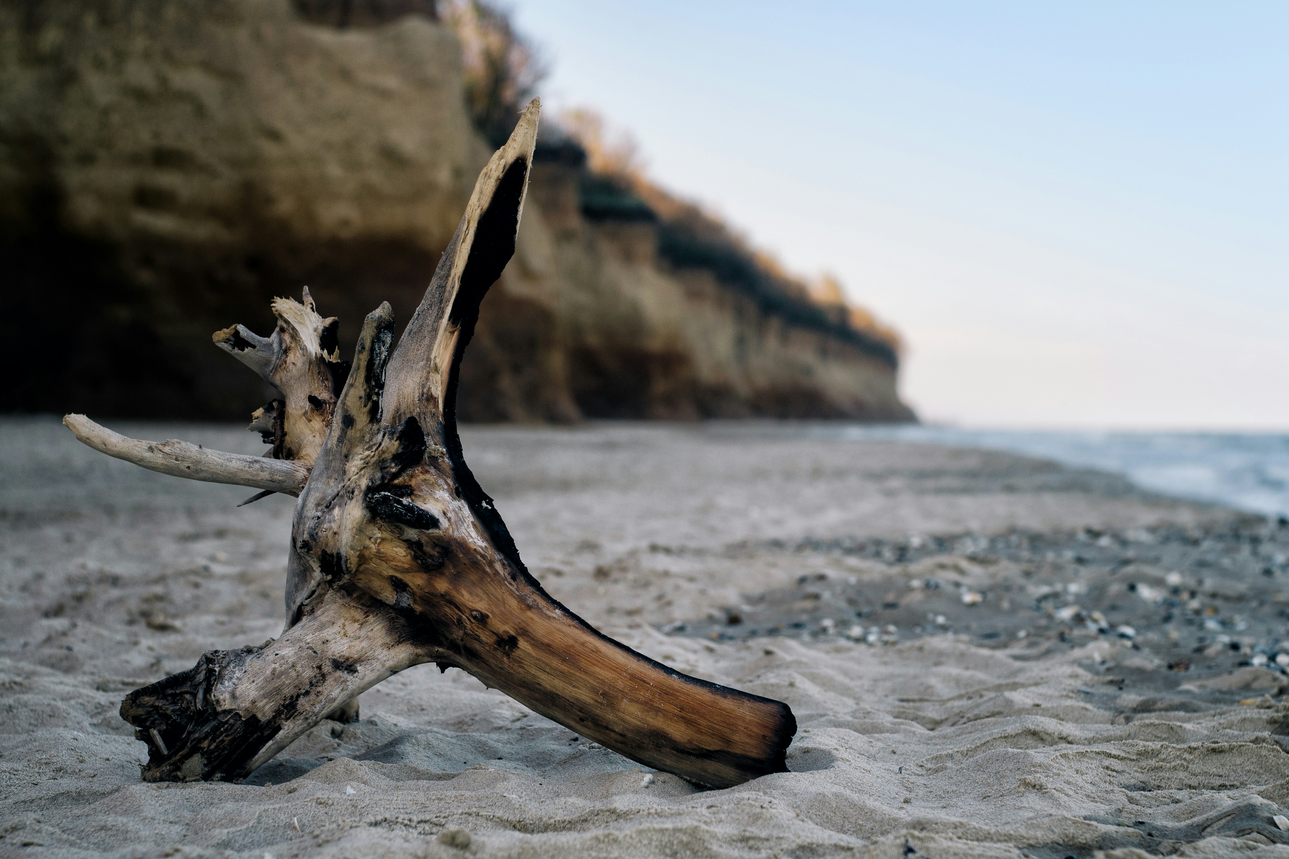 brown wood log on beach during daytime