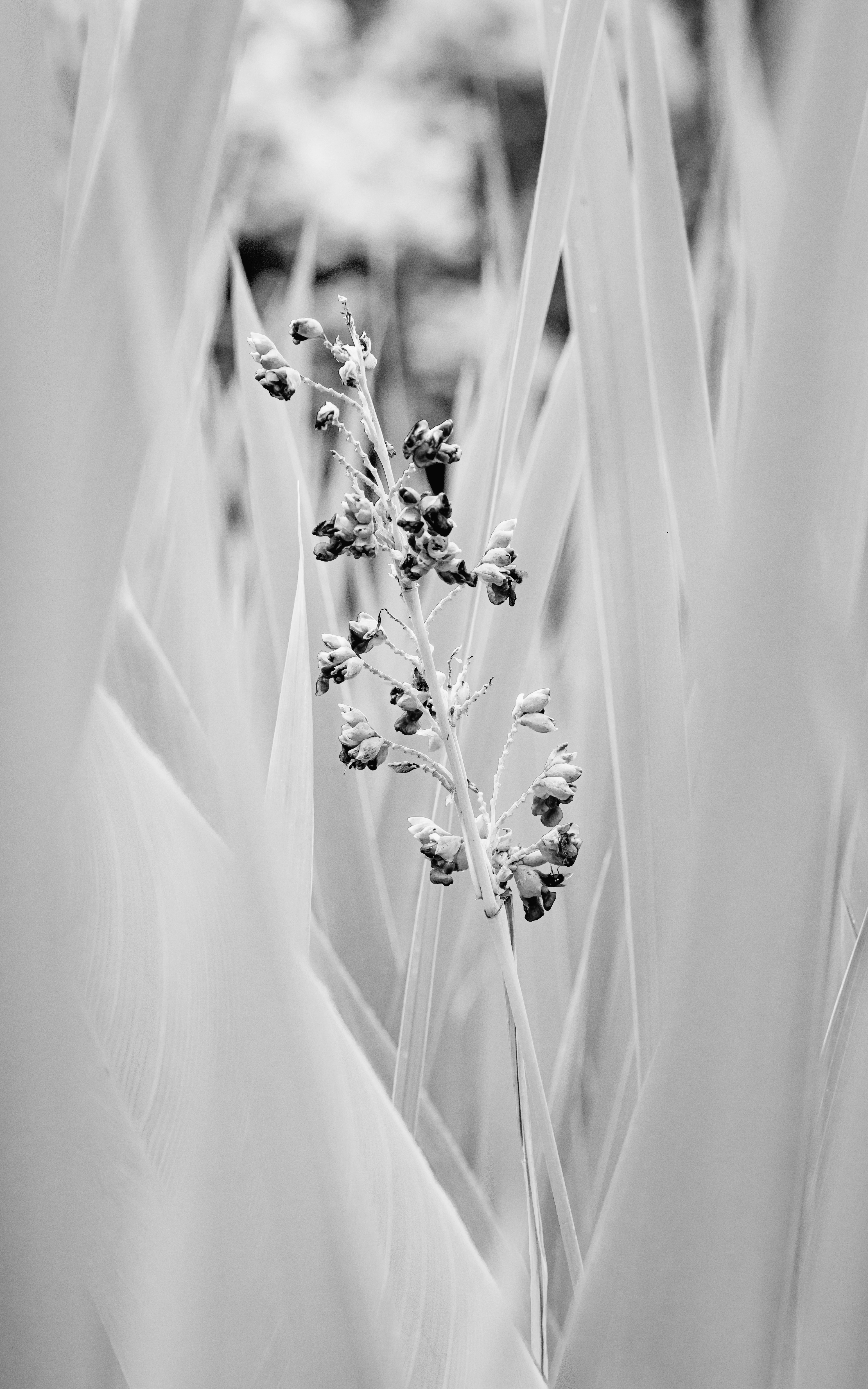 Monochrome Macro: A Lone Seed Stalk Emerges Through Soft Blades