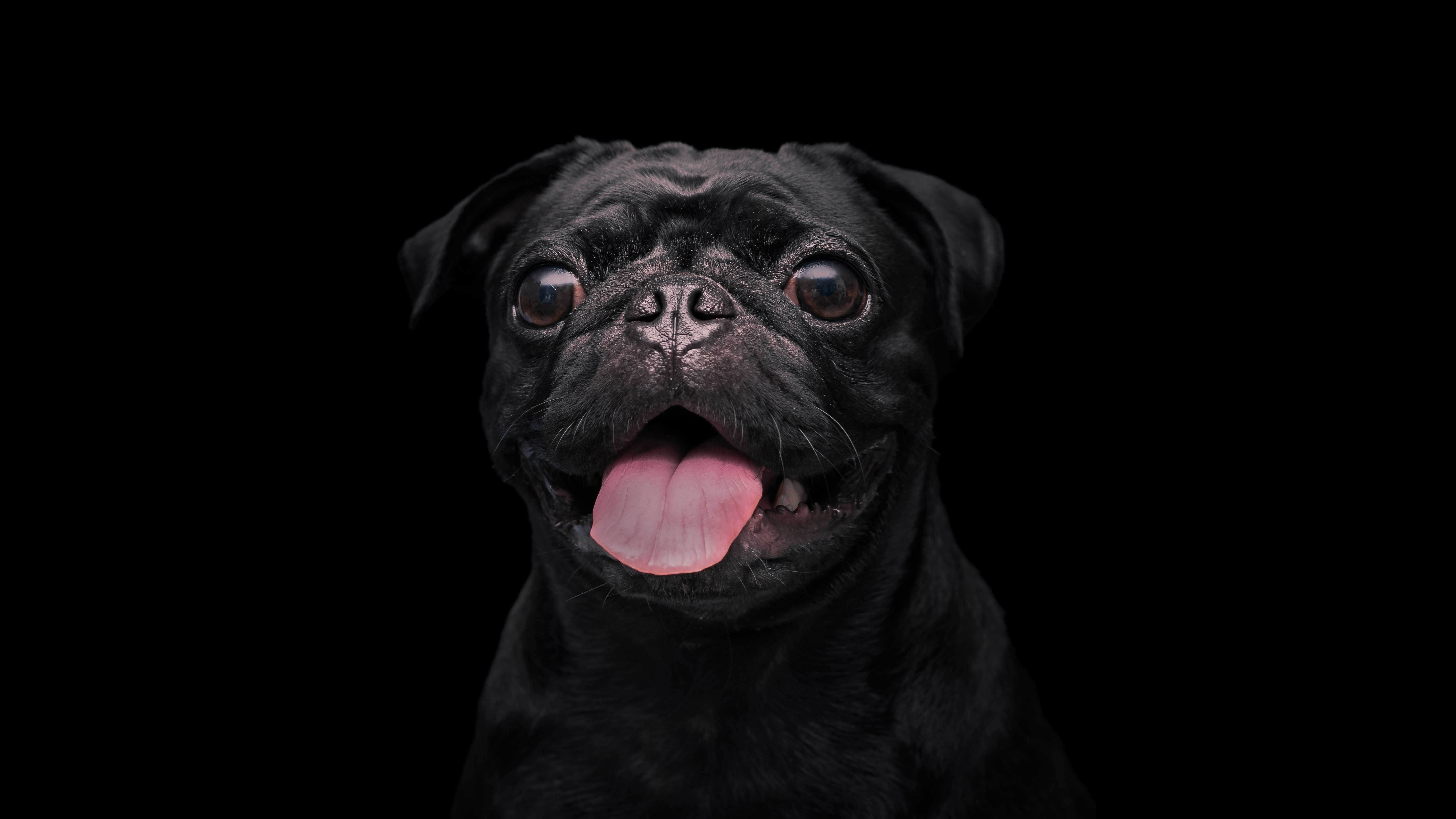 Close-up portrait of a black pug with a playful expression against a dark background.