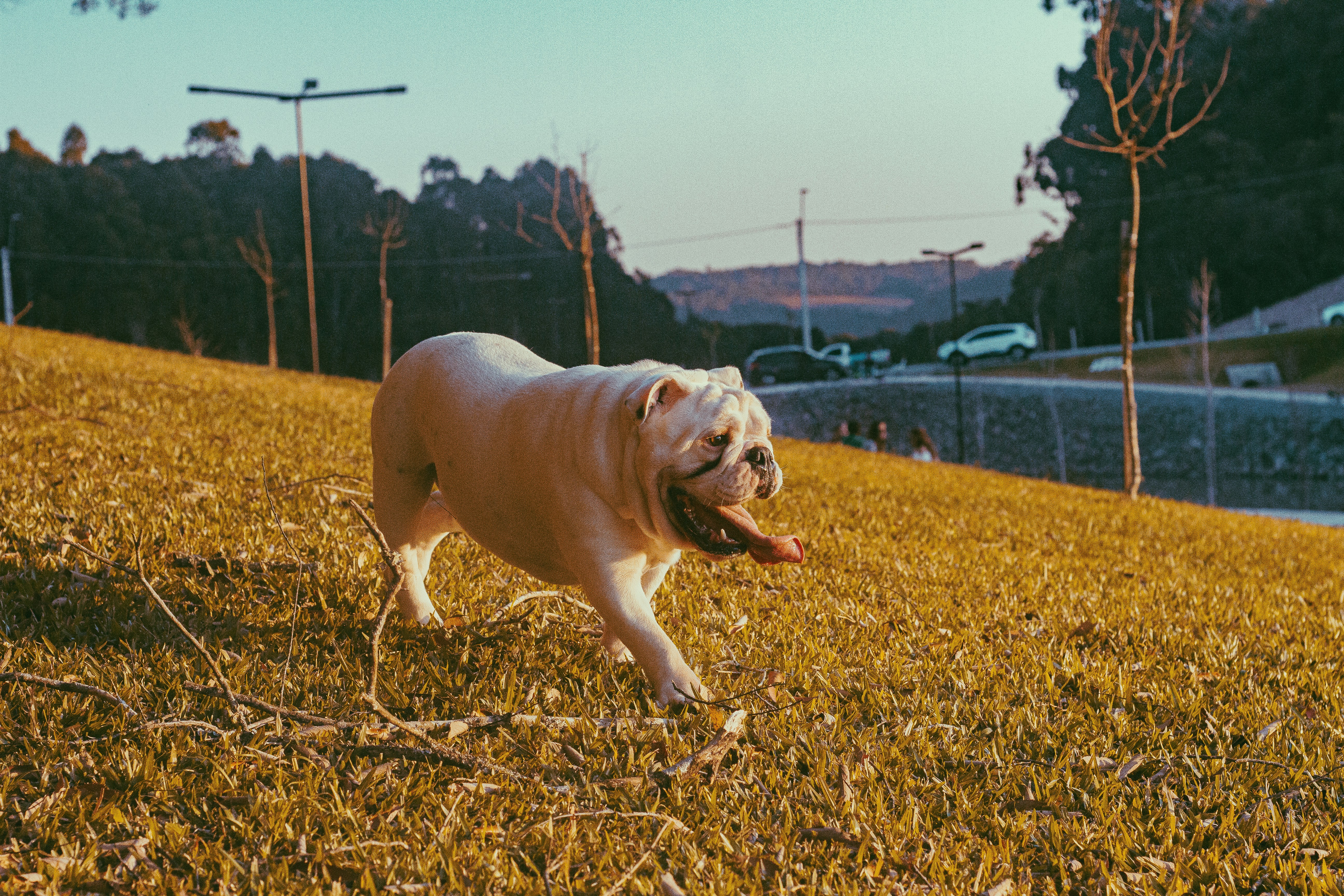 Bulldog happily trotting across a sunlit grassy hillside, with trees and a distant road in the background.
