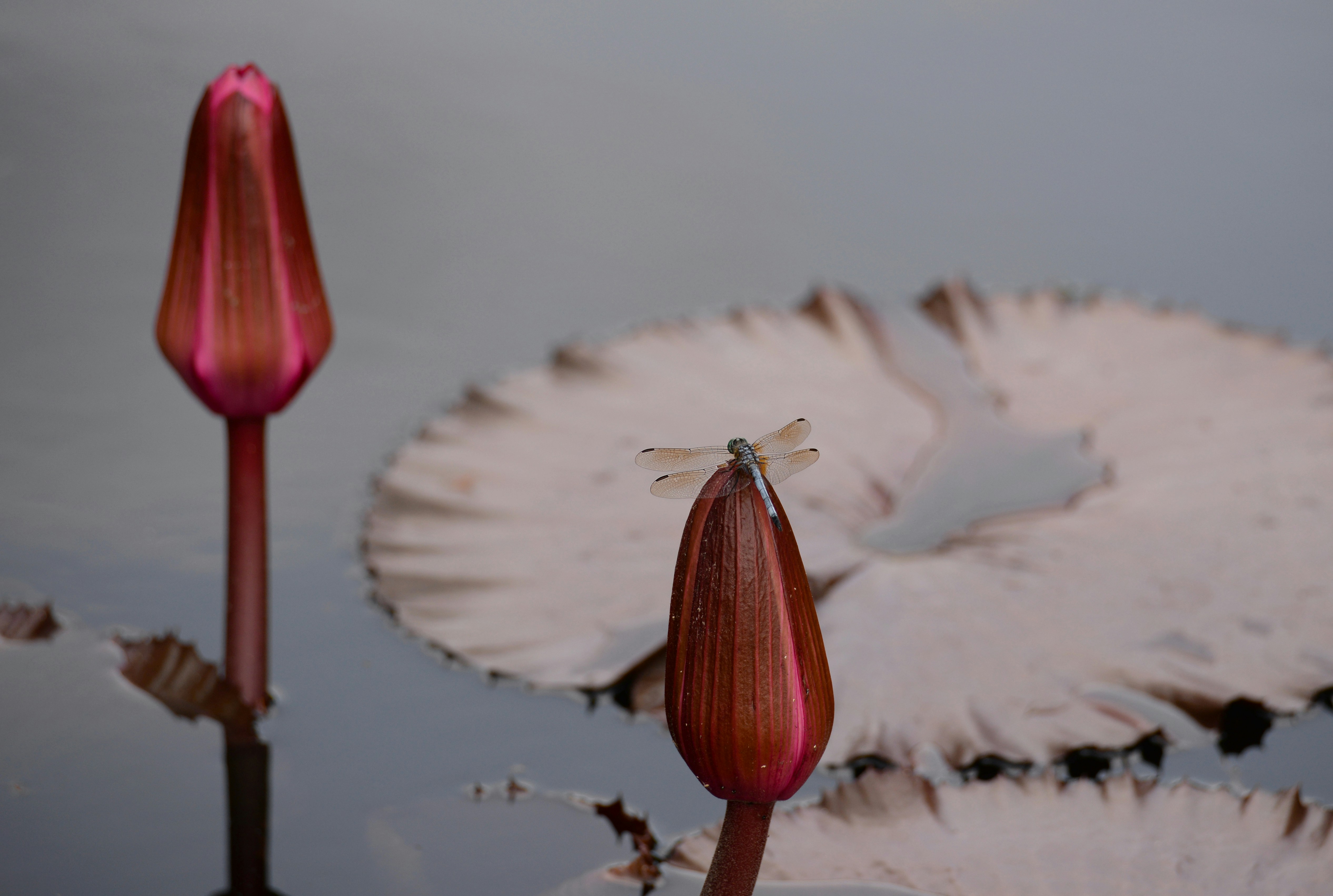 Crimson Water Lily Buds Hover Over a Glassy Pond