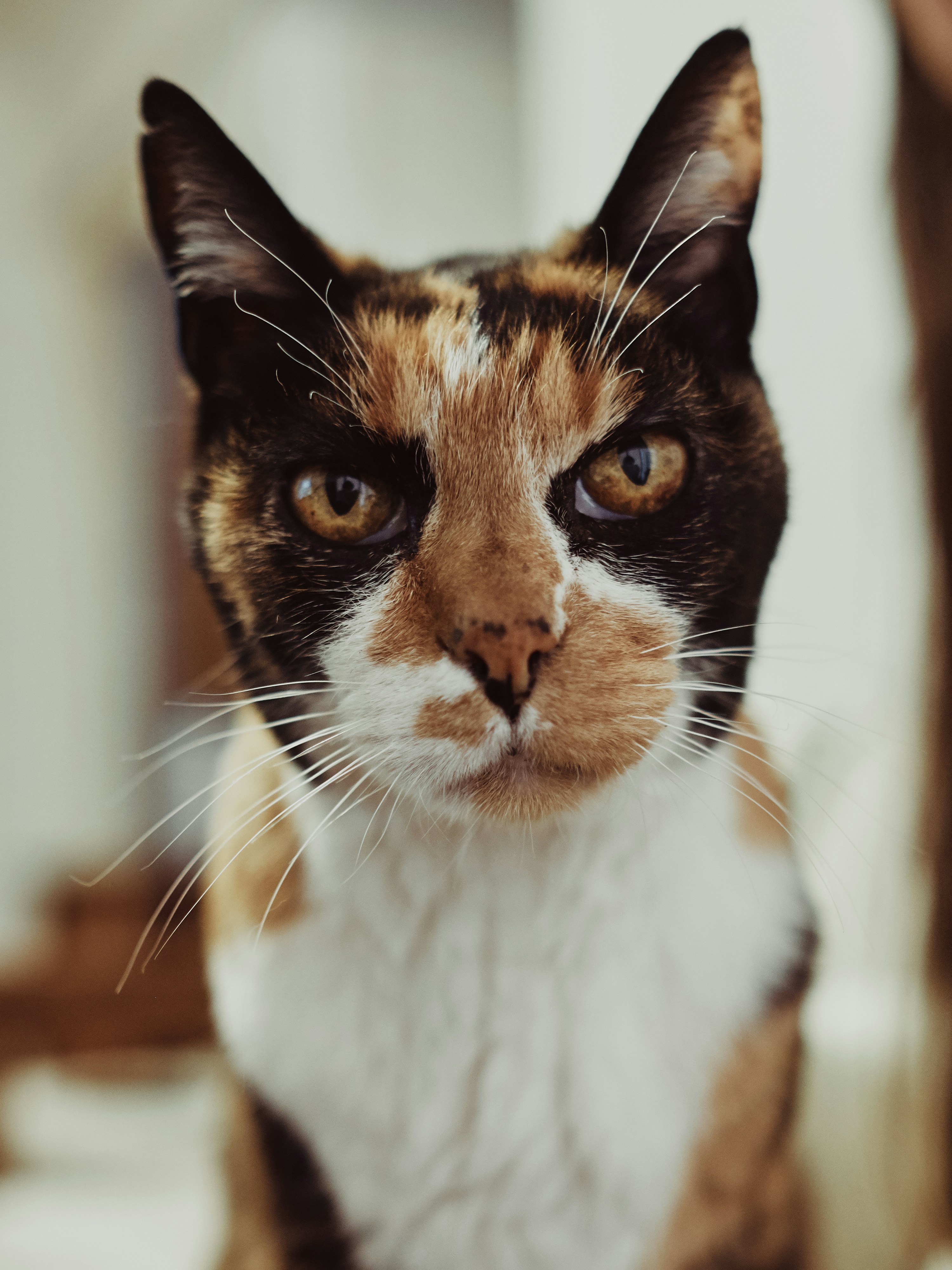 Amber Gaze in Focus: A Calico Cat Portrait