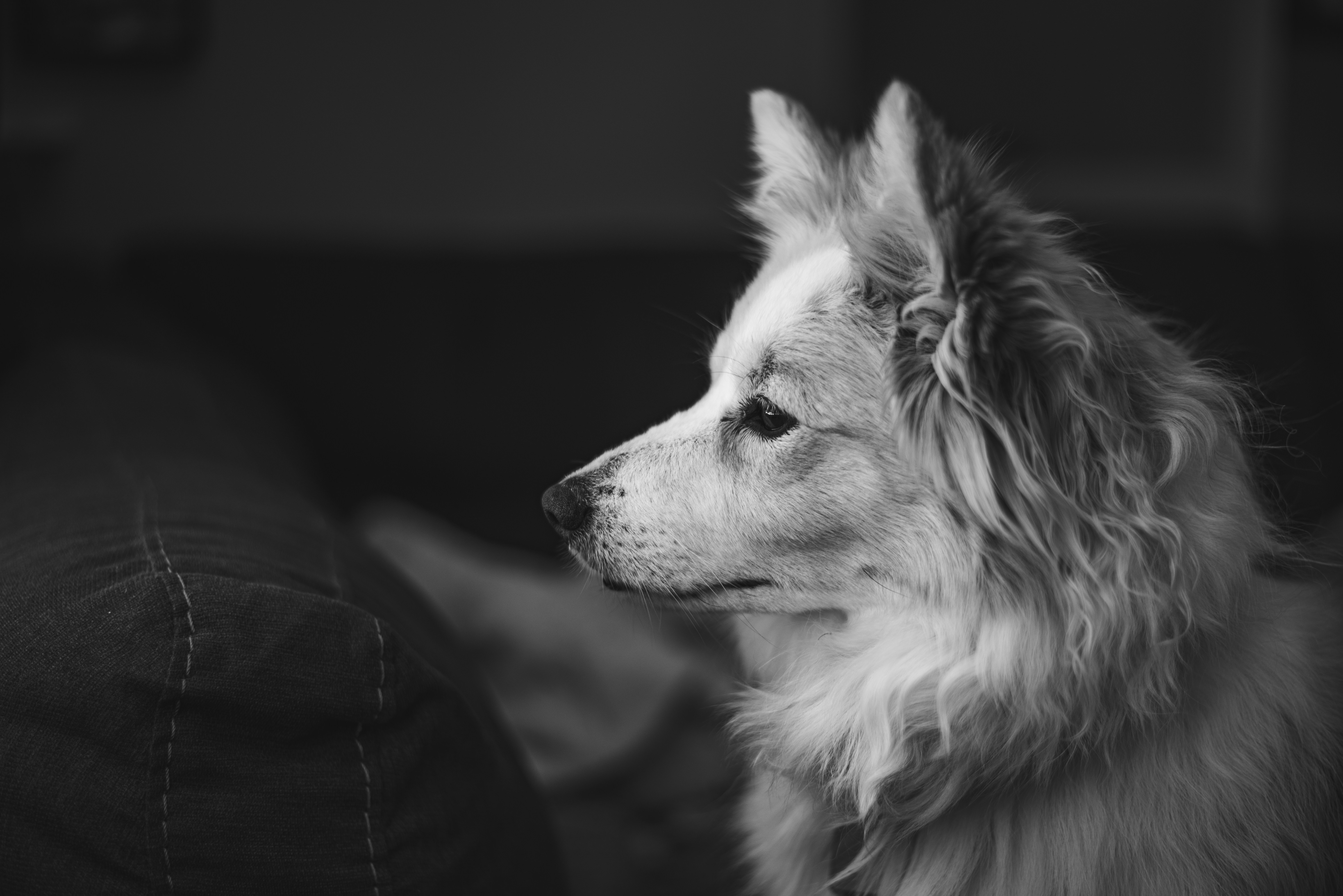 Profile of a fluffy dog gazing thoughtfully, with soft shadows highlighting its features against a blurred background.