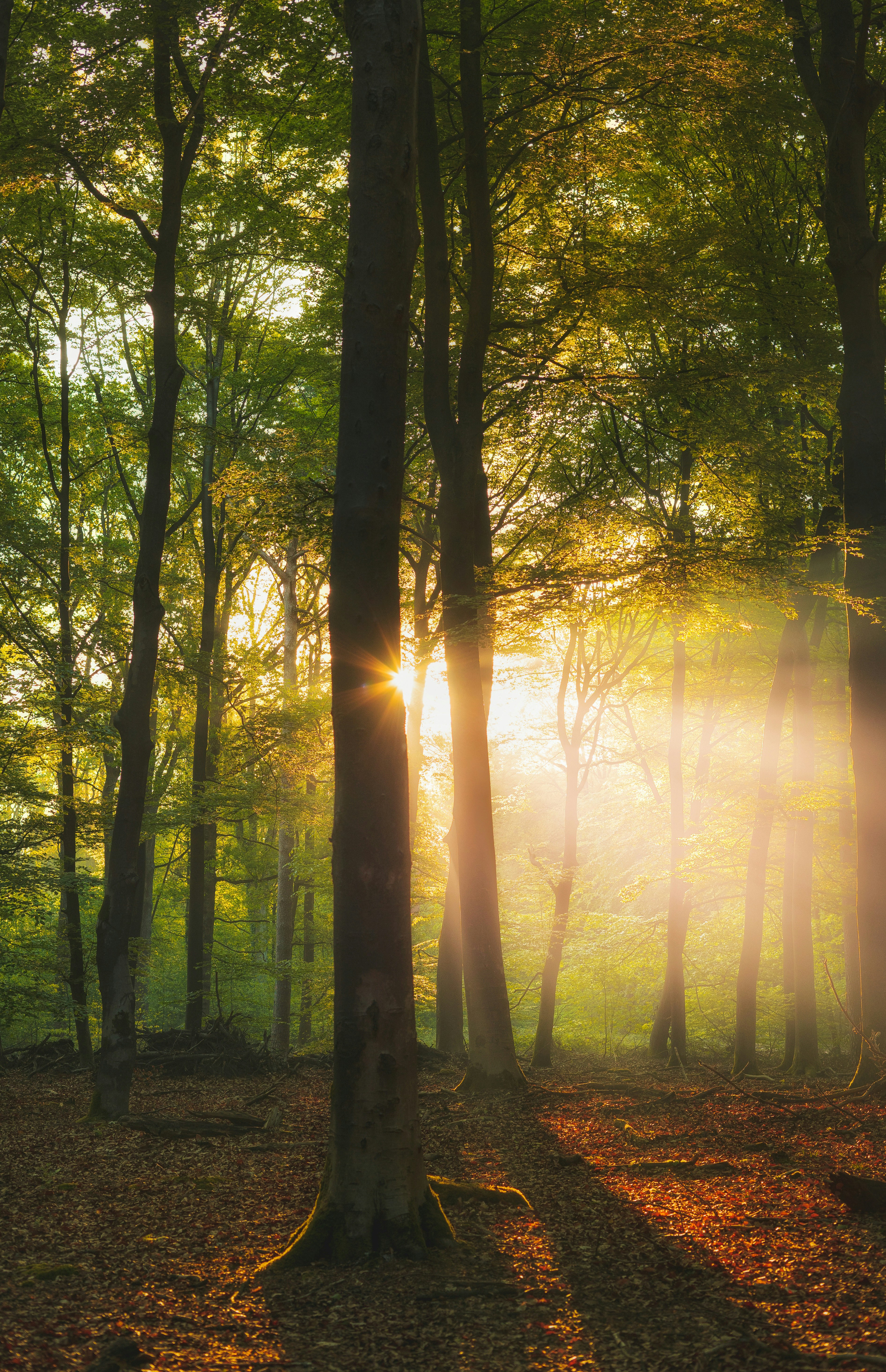 sun rays coming through trees photo – Free Sunlight Image on Unsplash