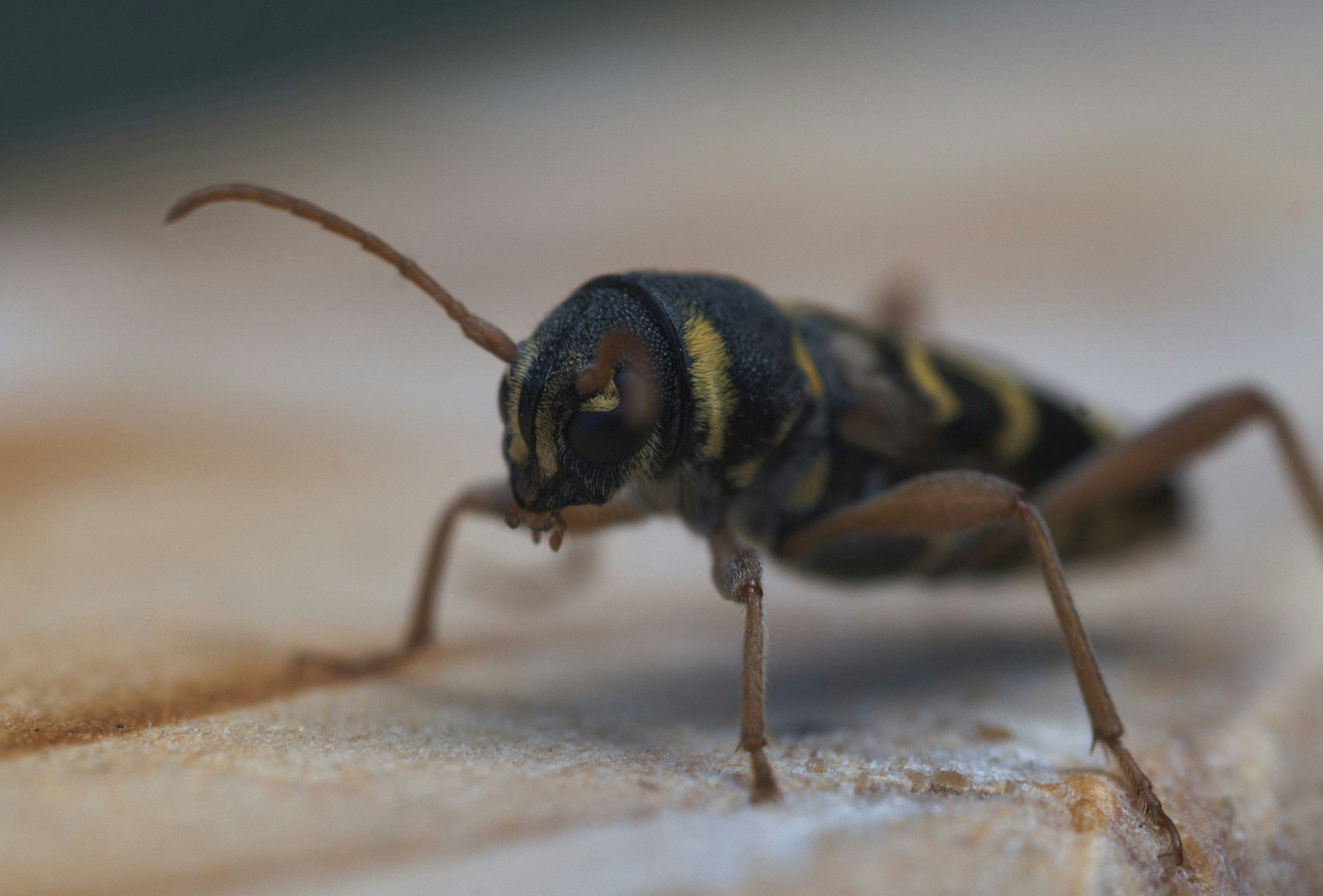 Striped Wasp on Weathered Wood: A Sharp Macro Moment