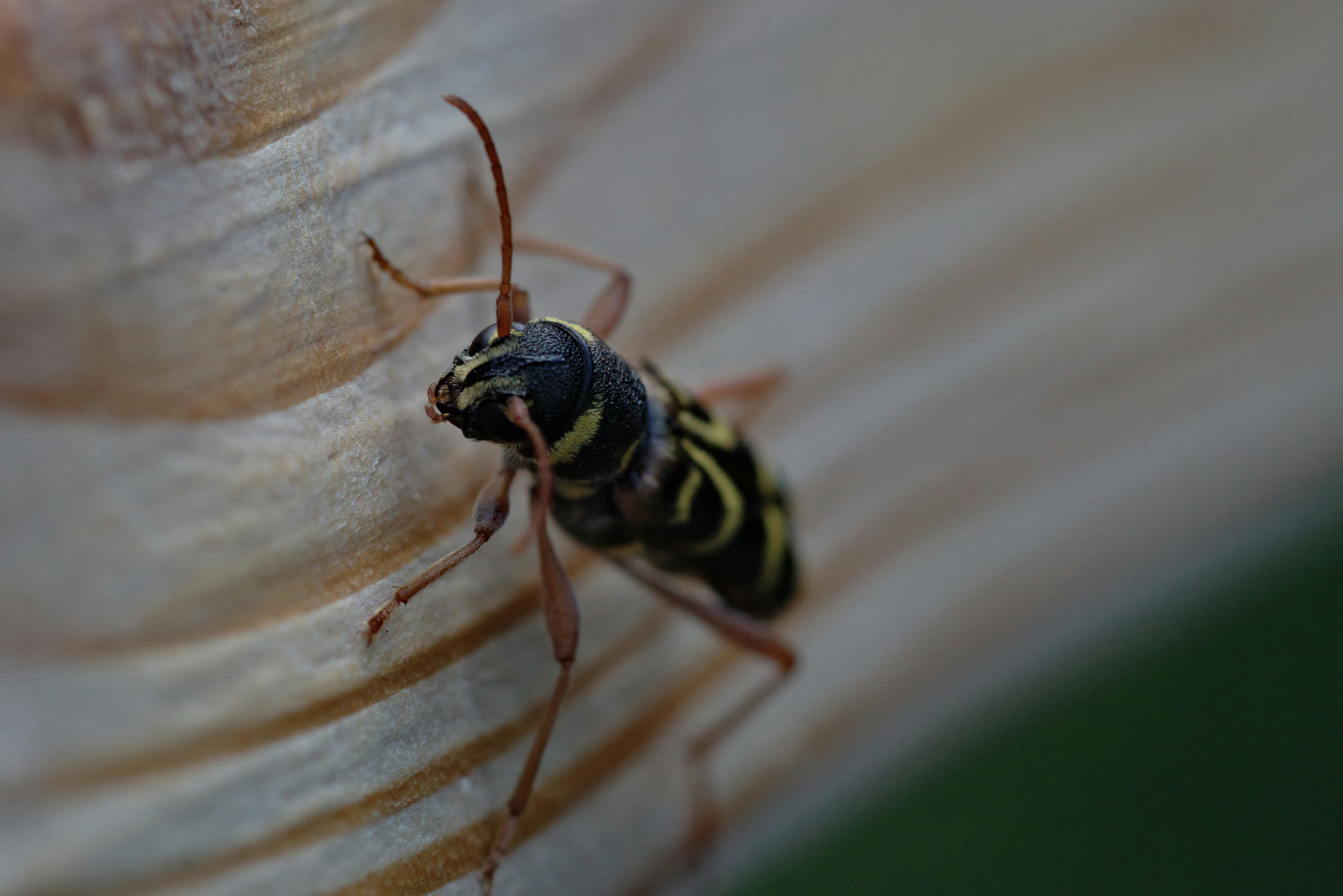 Hornet Portrait on Weathered Wood: A Close-Up Study of Texture