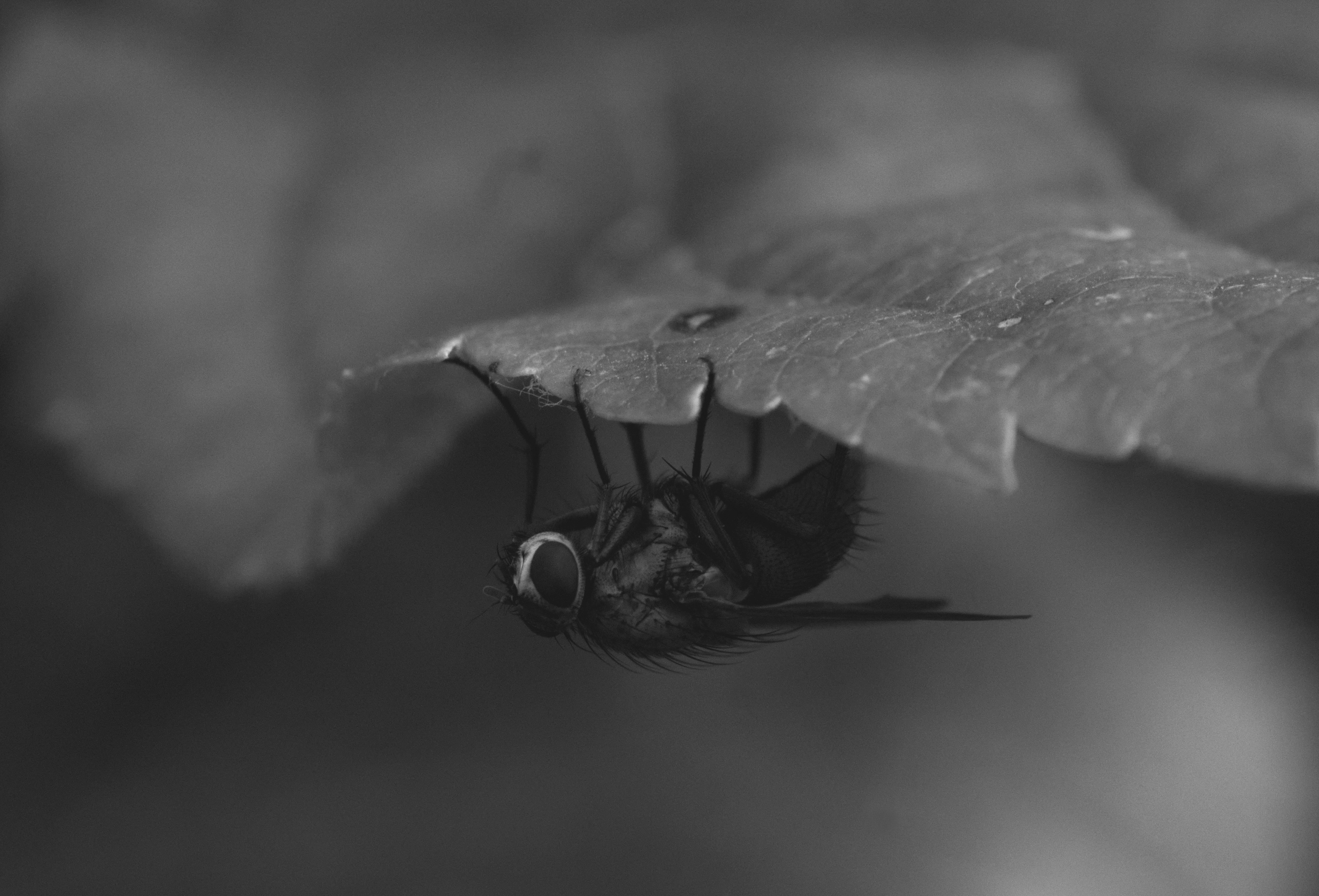 Grayscale photo of a bee on a flower photo – Free Insect Image on Unsplash