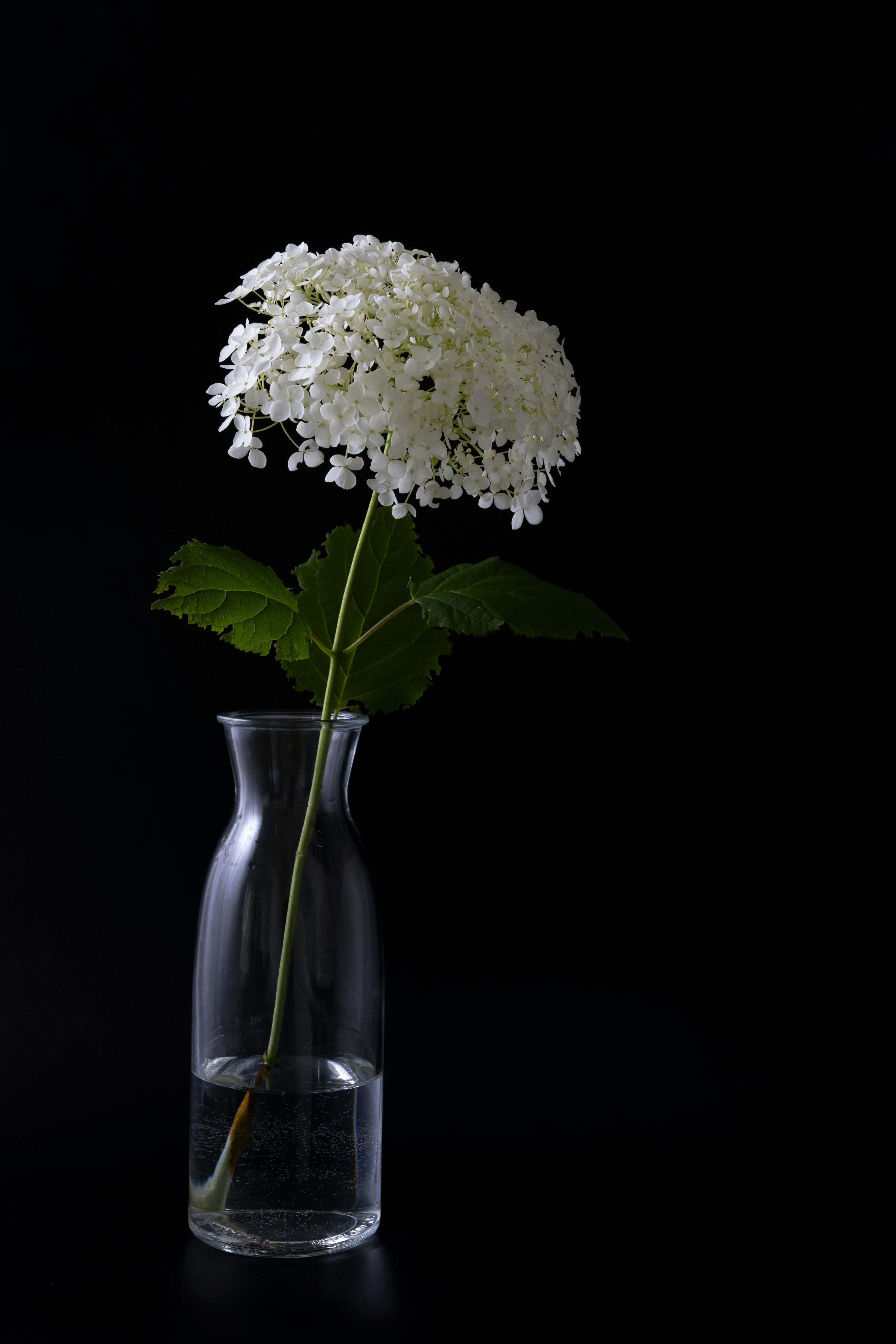 Hydrangea Crown in a Glass Vessel Against Velvet Darkness