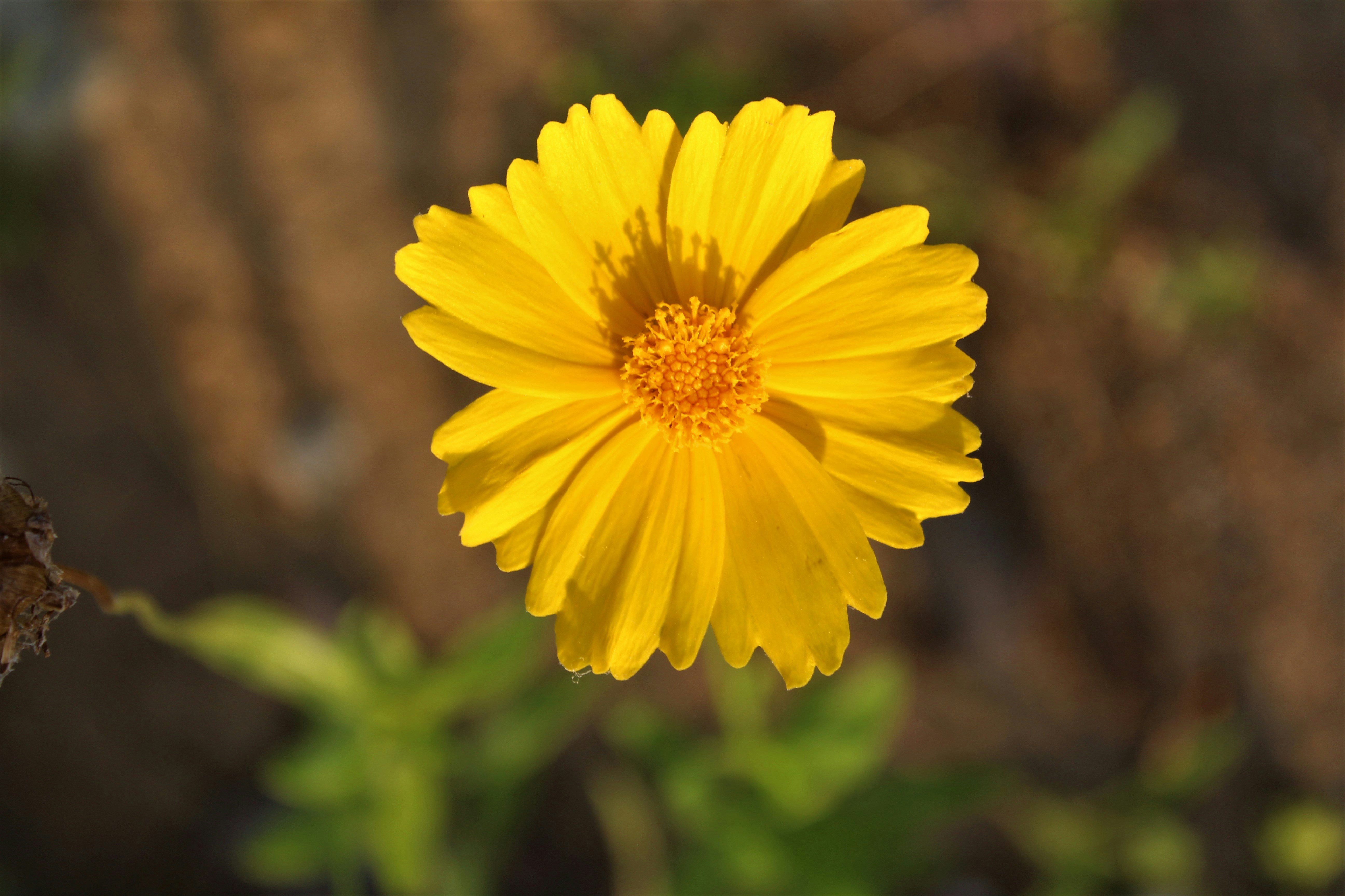 Vibrant yellow flower with a central cluster of stamens, surrounded by lush green foliage.