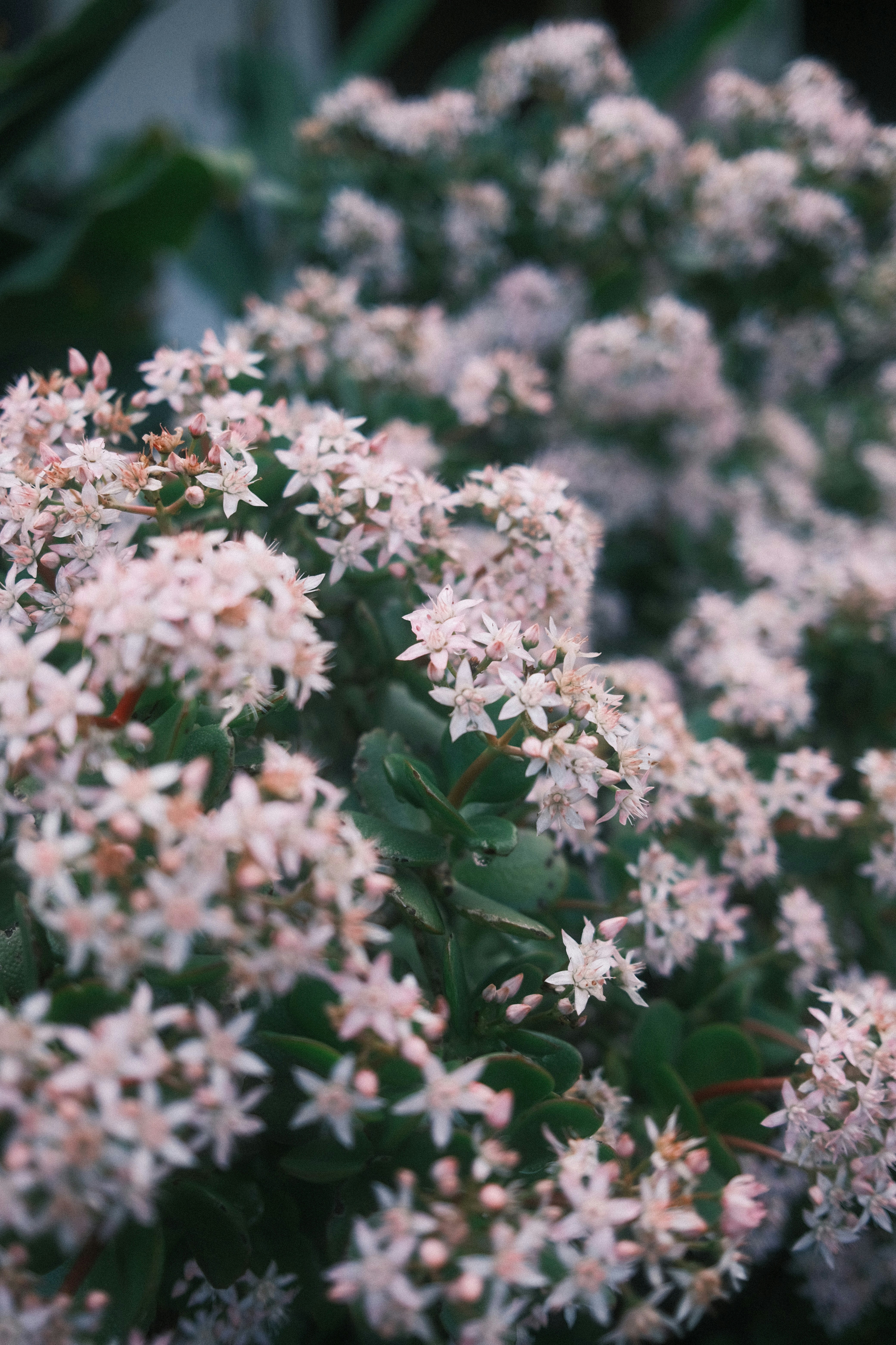 Whispers of Pink on a Shrub: a close-up of delicate blossoms