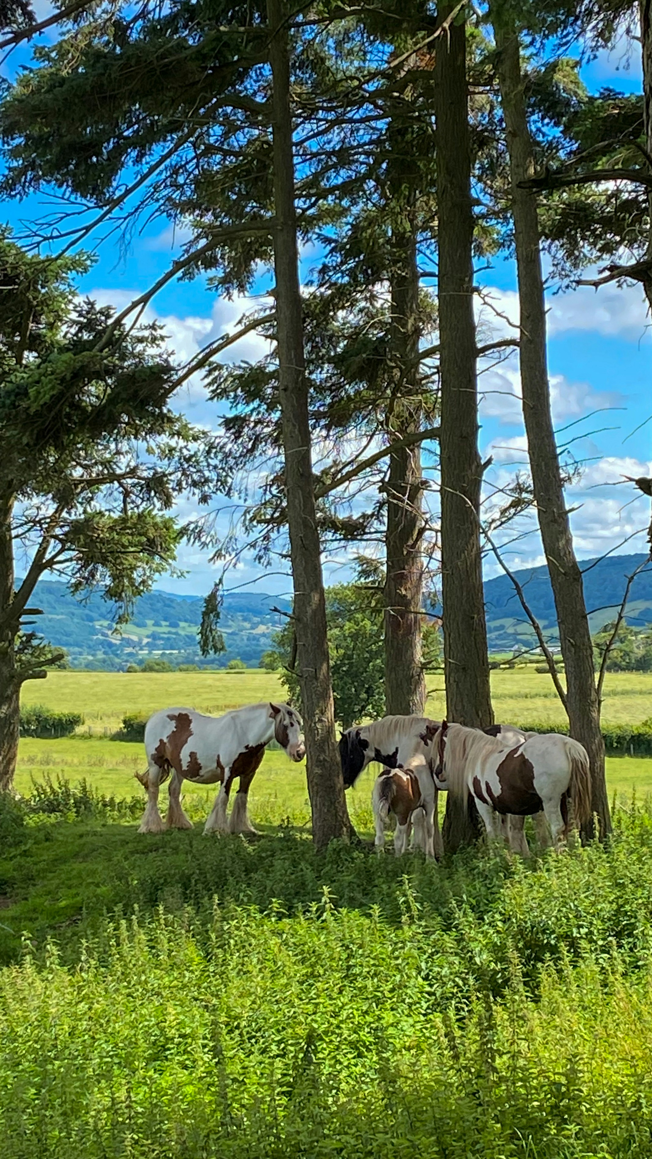 Pintos Beneath the Pines: A Sunlit Meadow Portrait