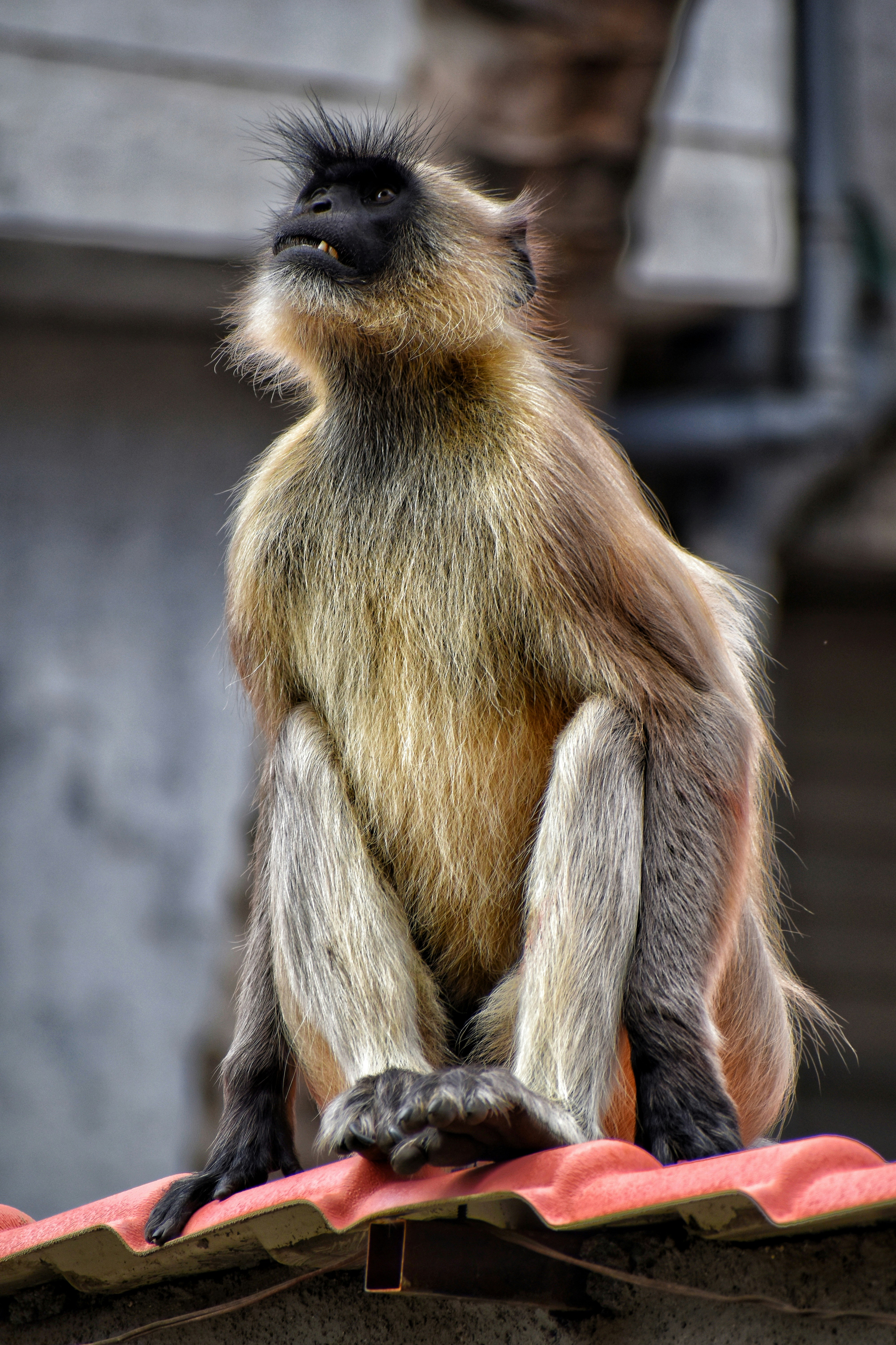 A gray langur perched on a rooftop, surveying its surroundings with a thoughtful expression. Its distinctive fur and posture showcase its alert demeanor.