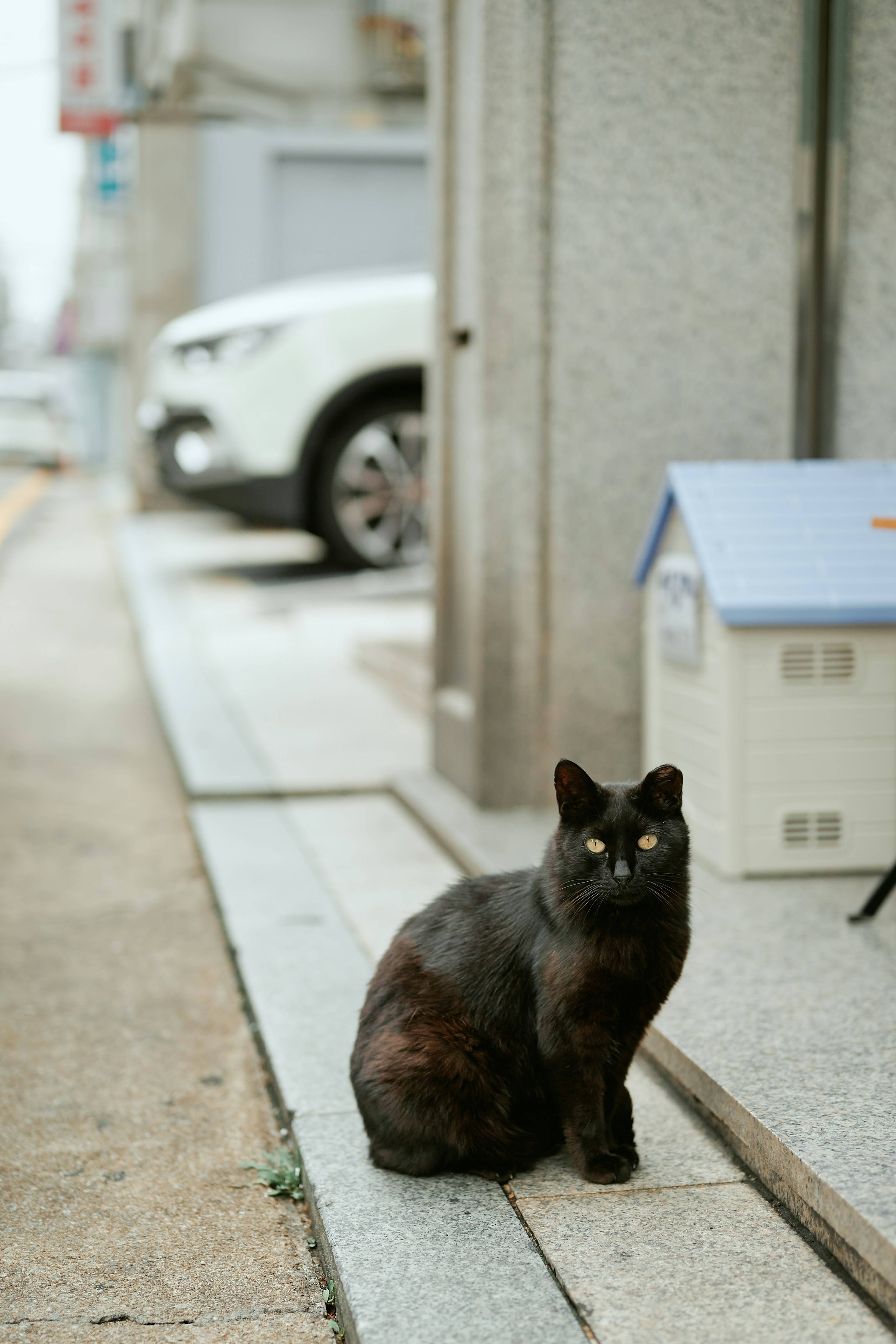 A black cat sits attentively on a city sidewalk, gazing curiously at its surroundings. A small pet house is positioned nearby.