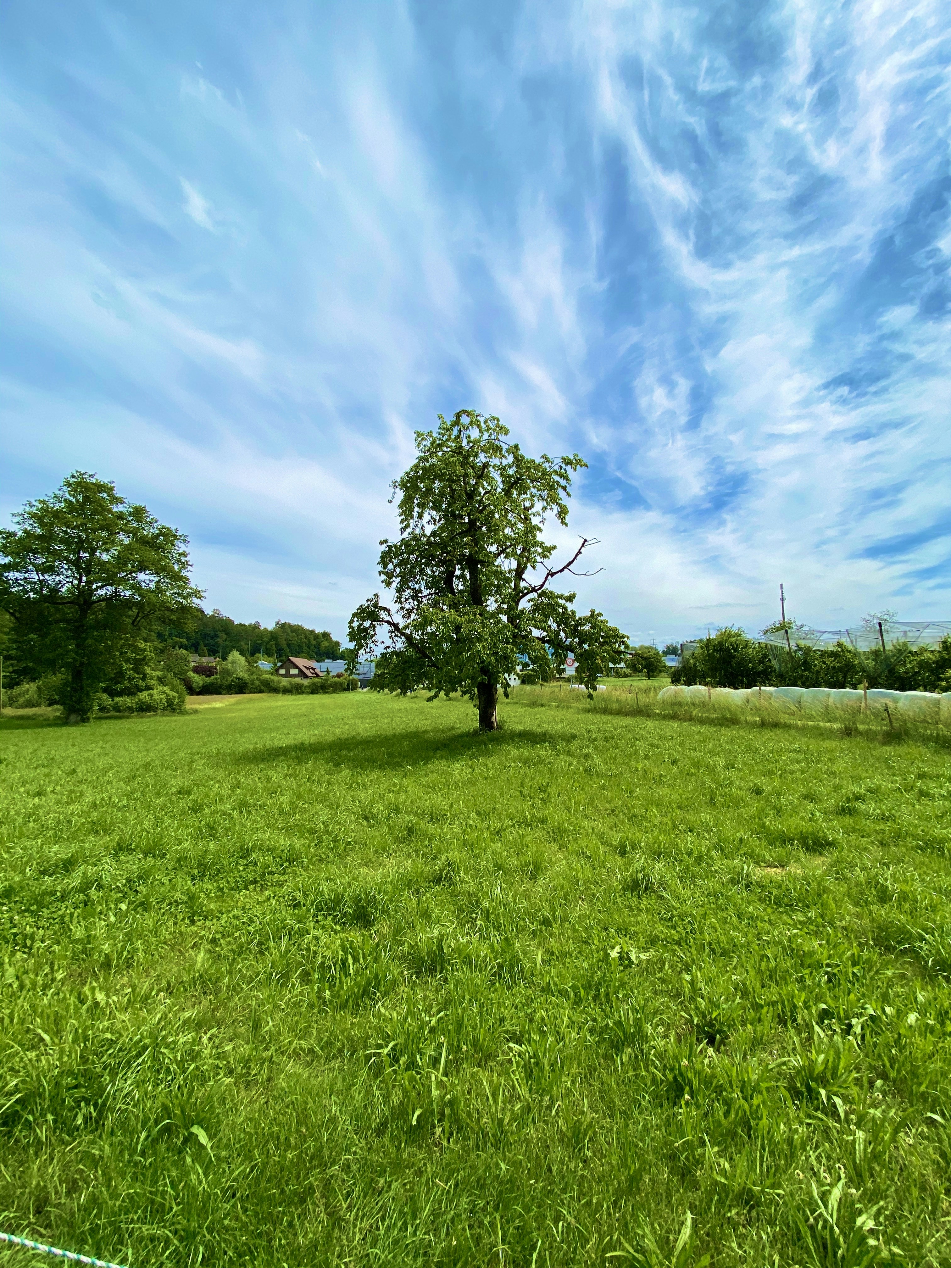 Blue Sky Green Grass Trees
