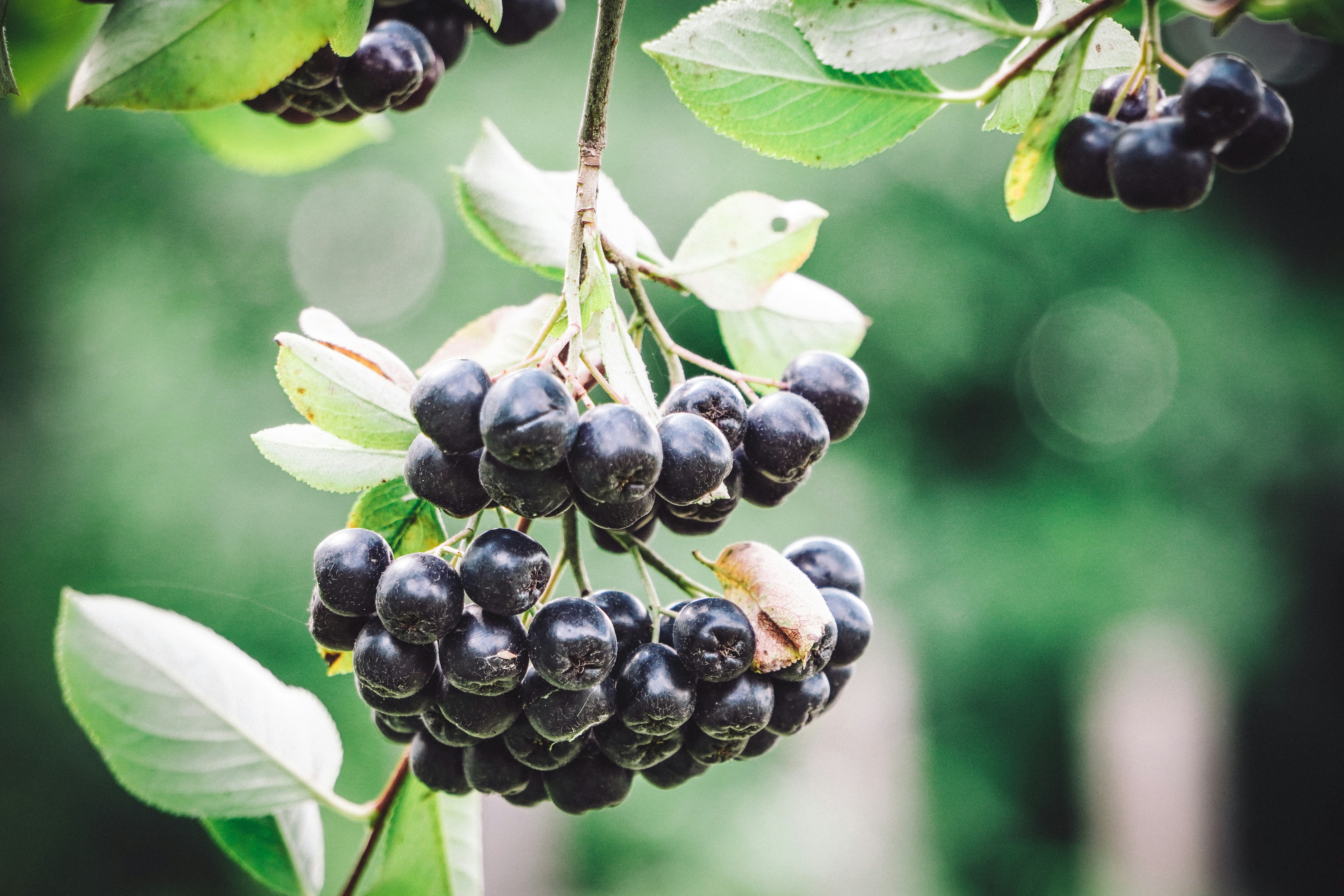 Fruits ronds noirs sur feuilles vertes pendant la journée photo – Image ...