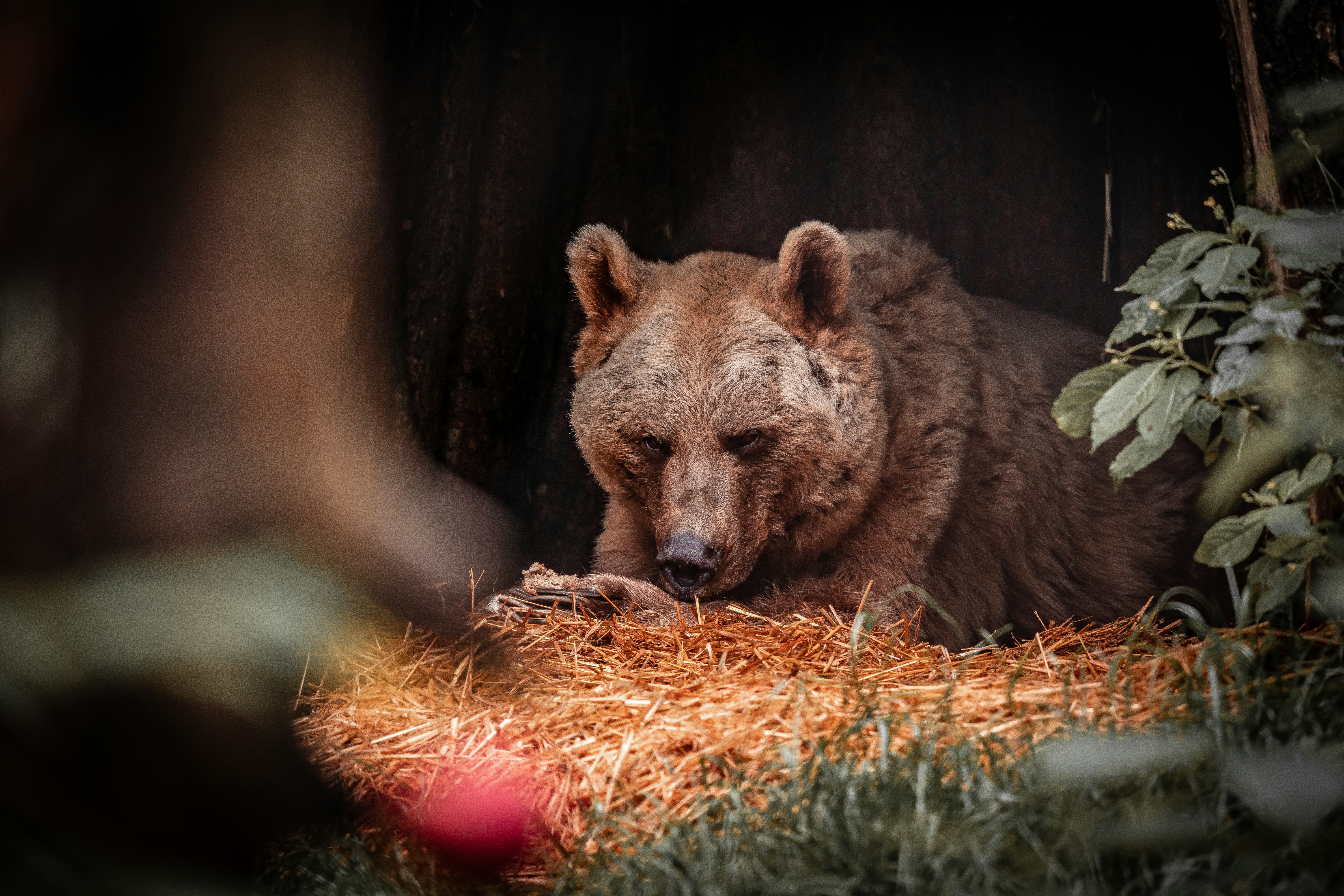 Hay-Soft Rest: A Bear Cub Dozing in a Hidden Woodland Den