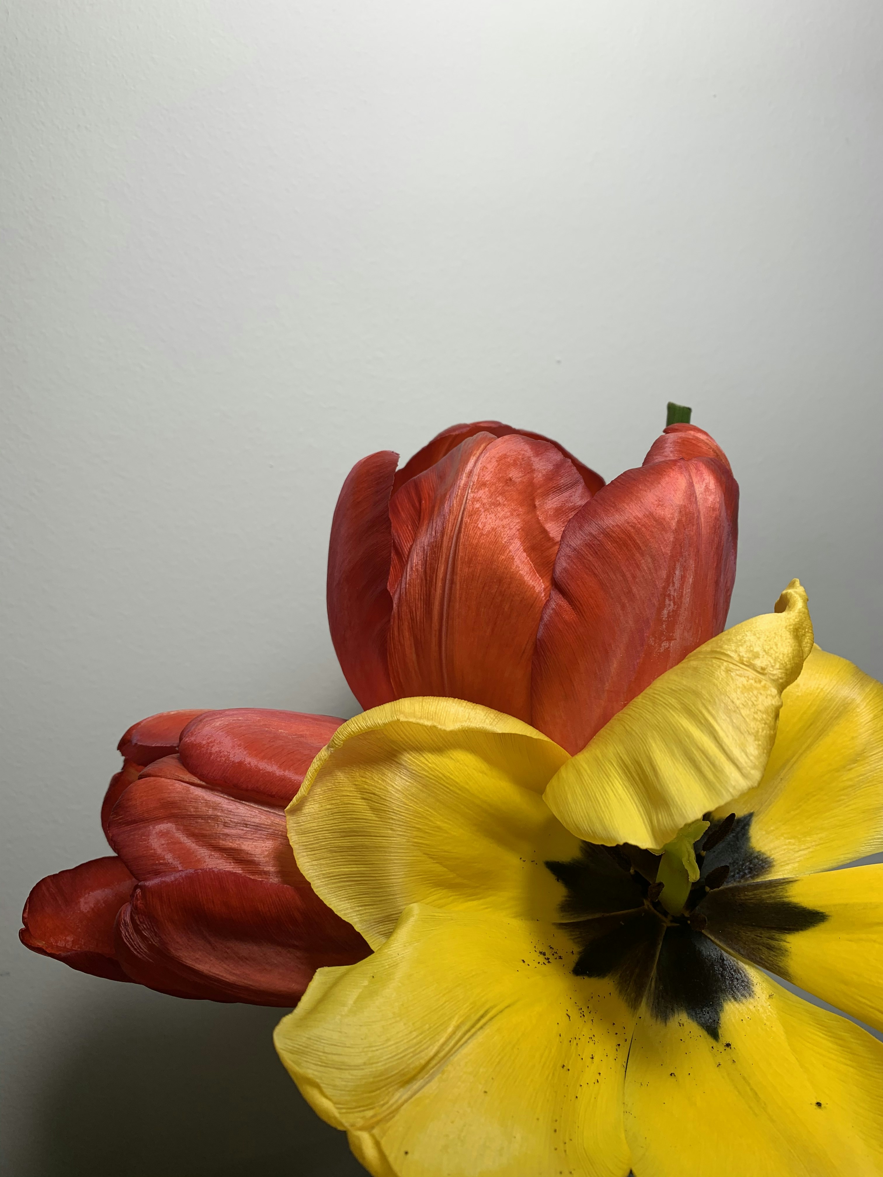 A Quiet Floral Duet: Crimson Tulips Meet Sunlit Yellow