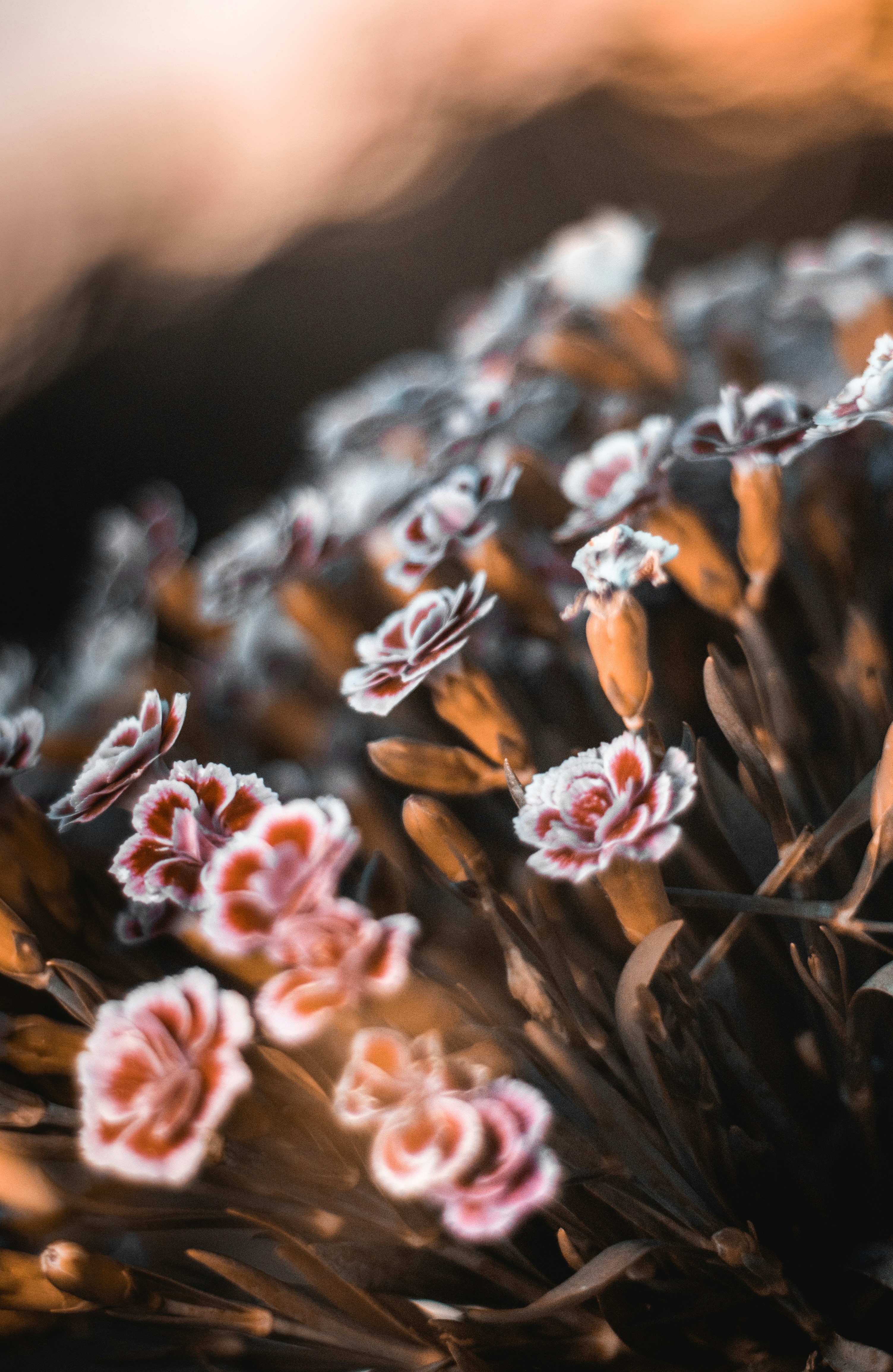 Frost-Edged Florals Blooming in Sunset Glow