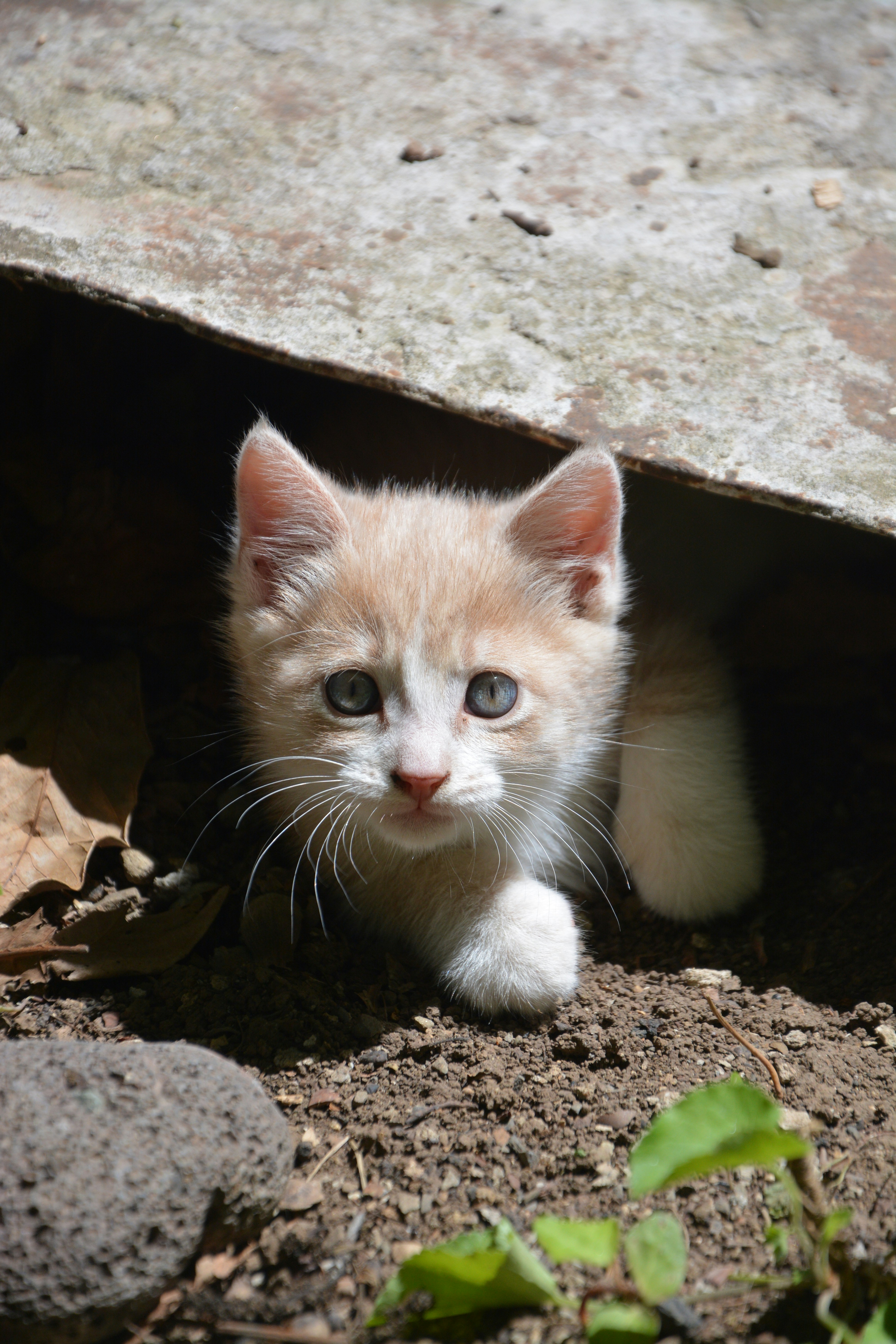 orange tabby kitten on brown rock