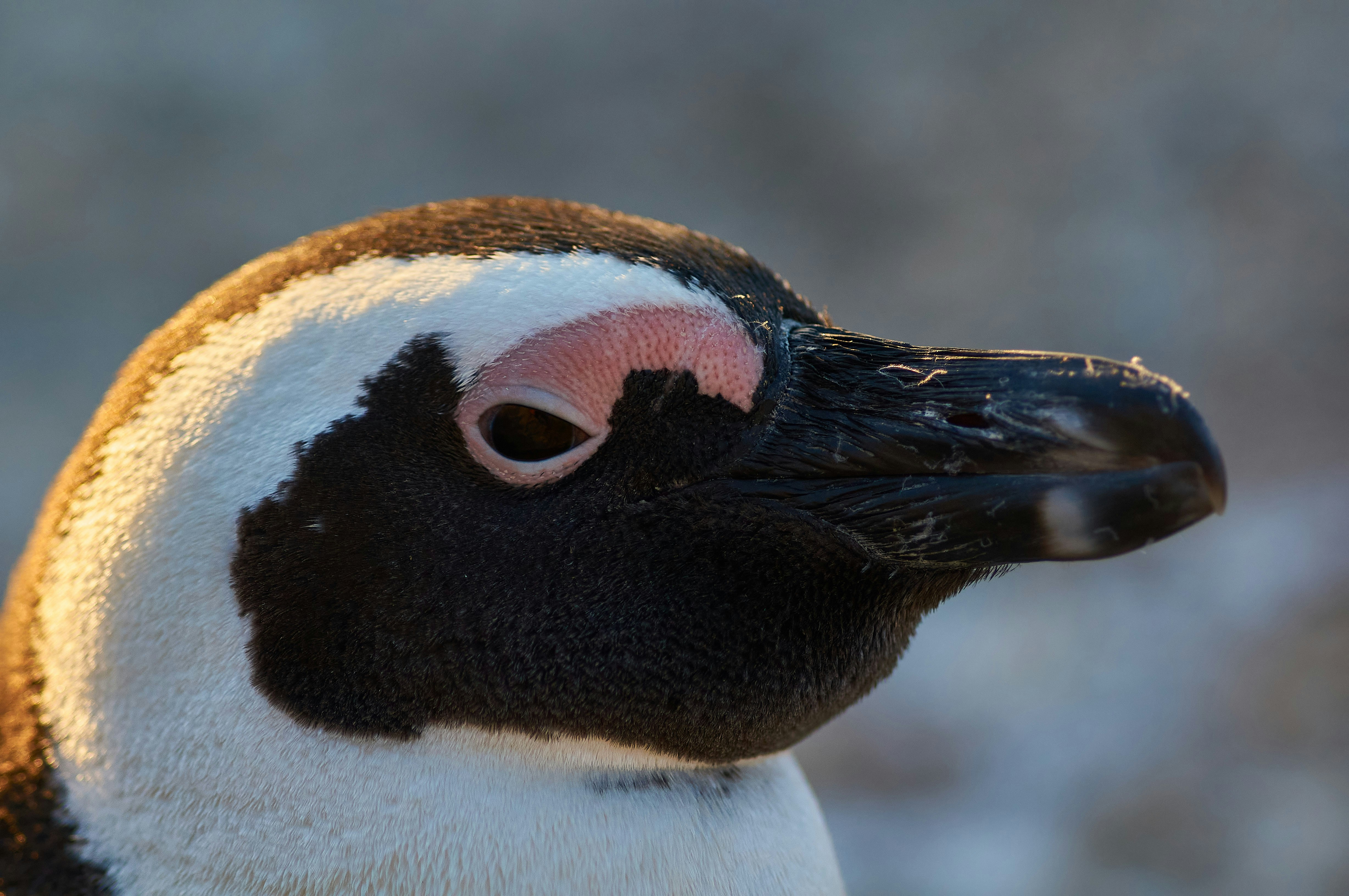 a close up of a penguin with a pink spot on its face