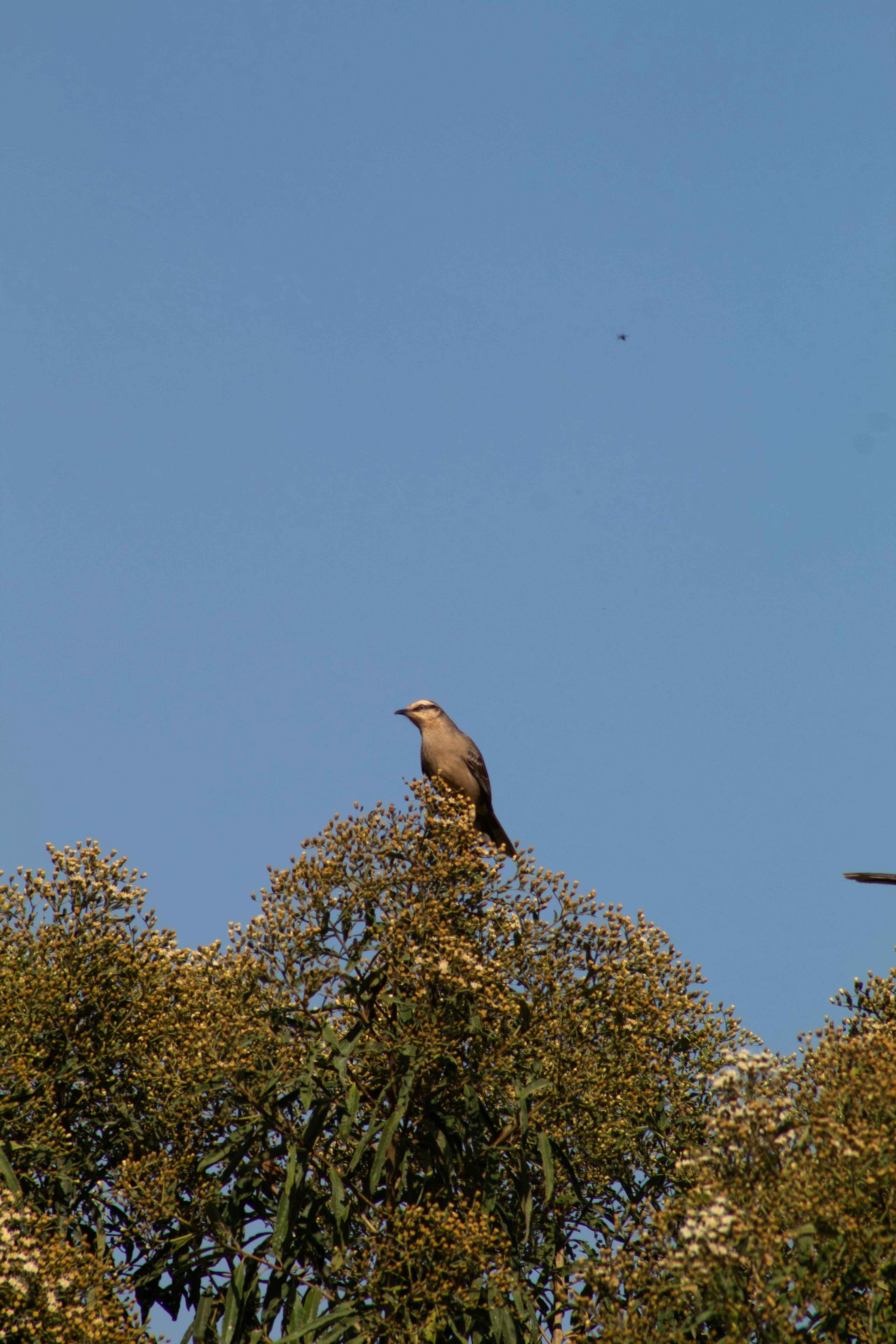 Solitary Sentinel on a Canopy Crest