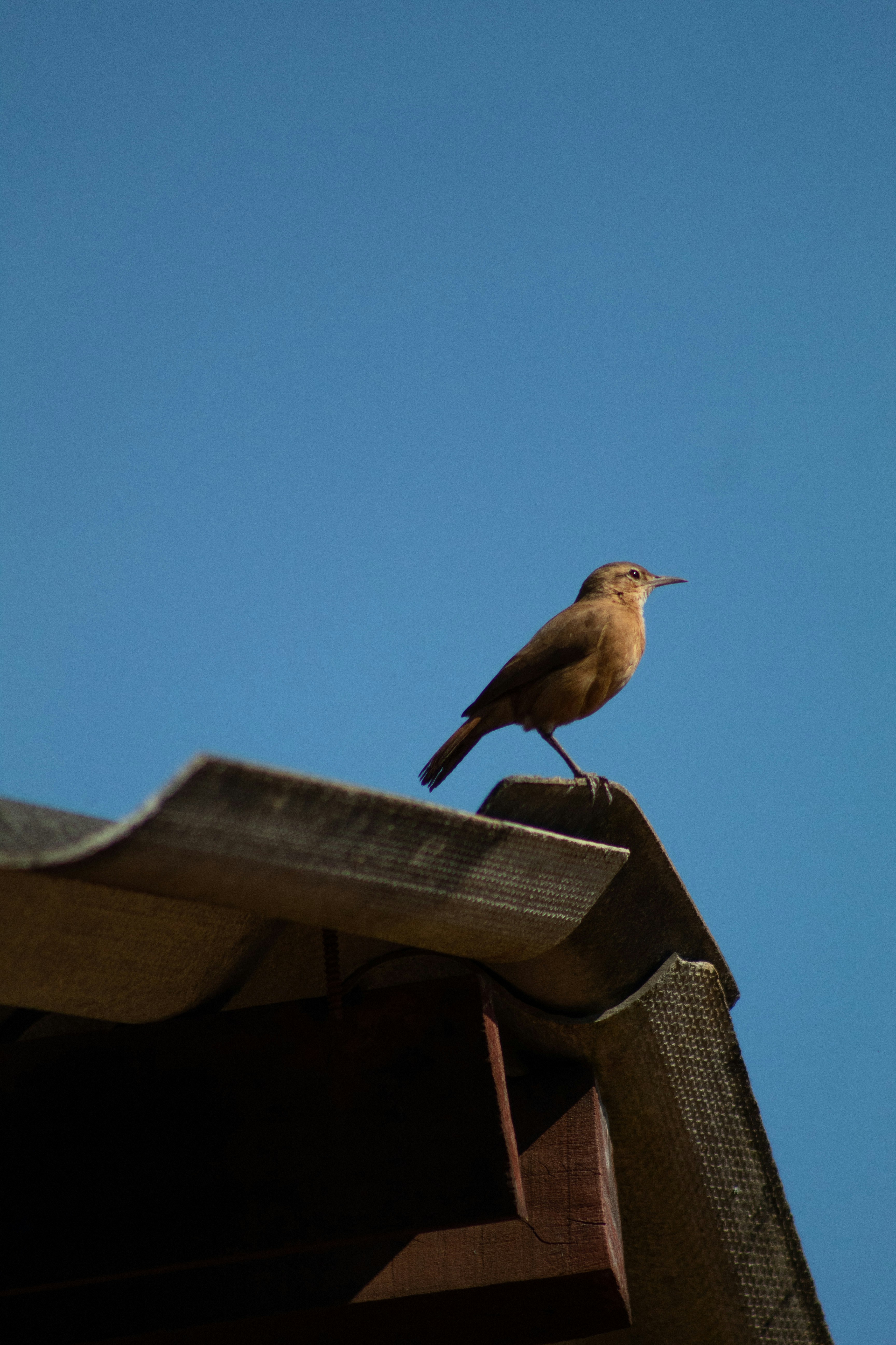 Perched on the Roof Ridge, A Small Brown Bird Faces the Calm Sky