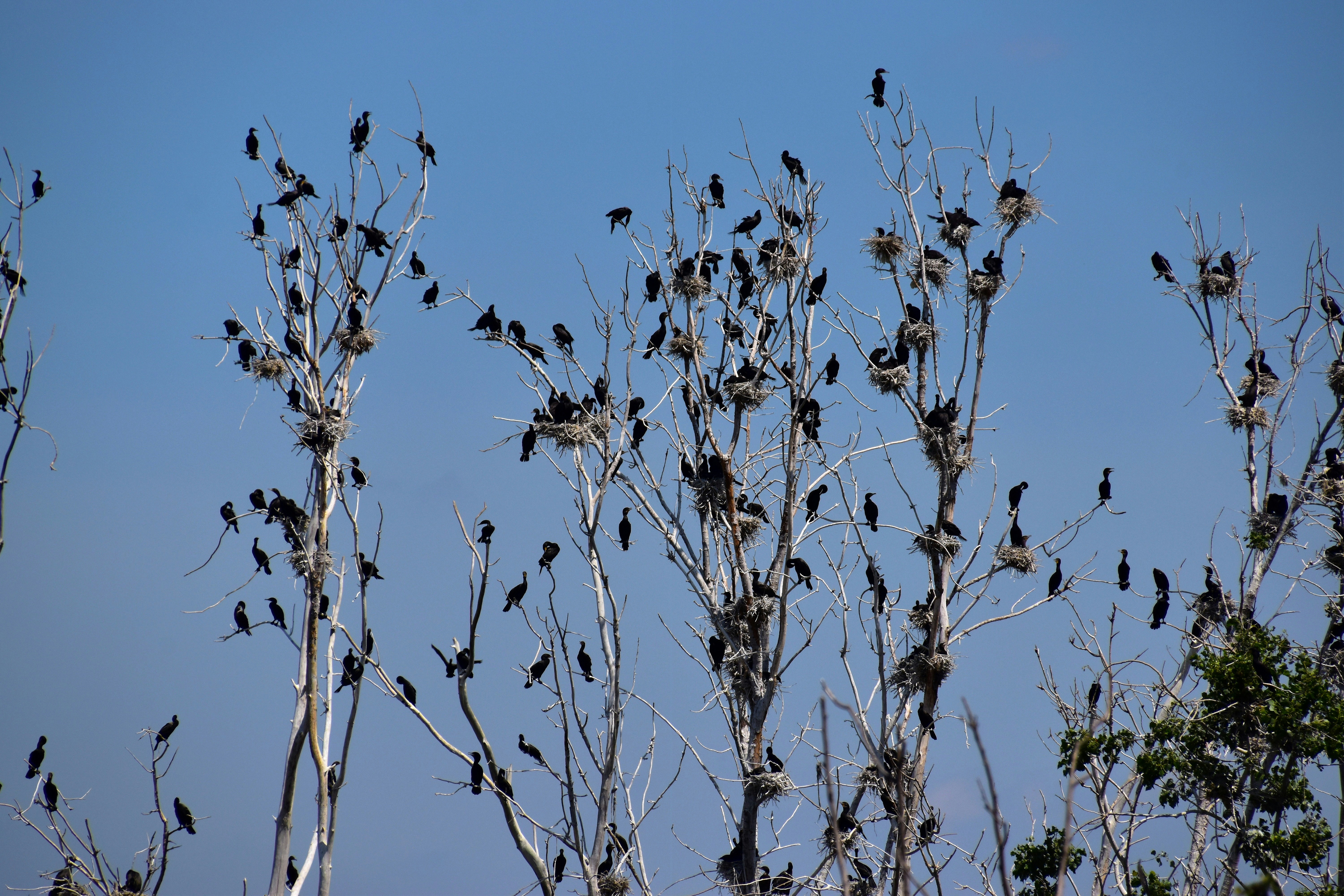 Skeletal Branches Roosted with Nests Under a Clear Blue Sky