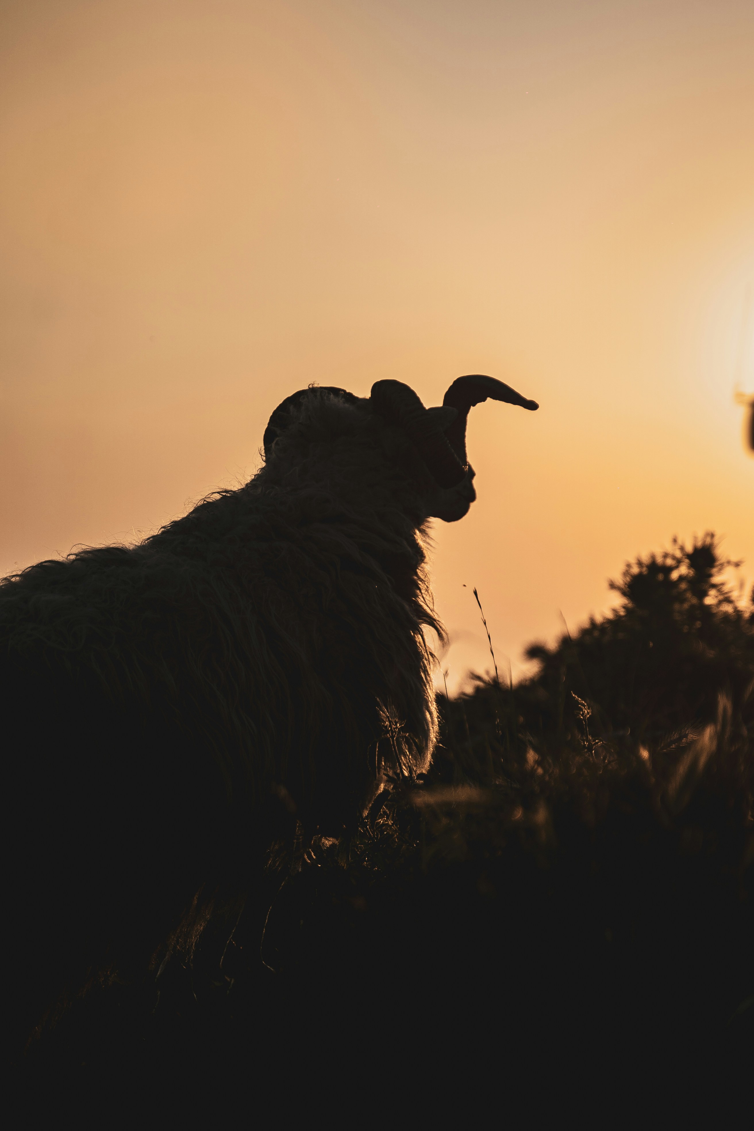 Silhouette at Dusk: A Curious Goat Against a Golden Horizon