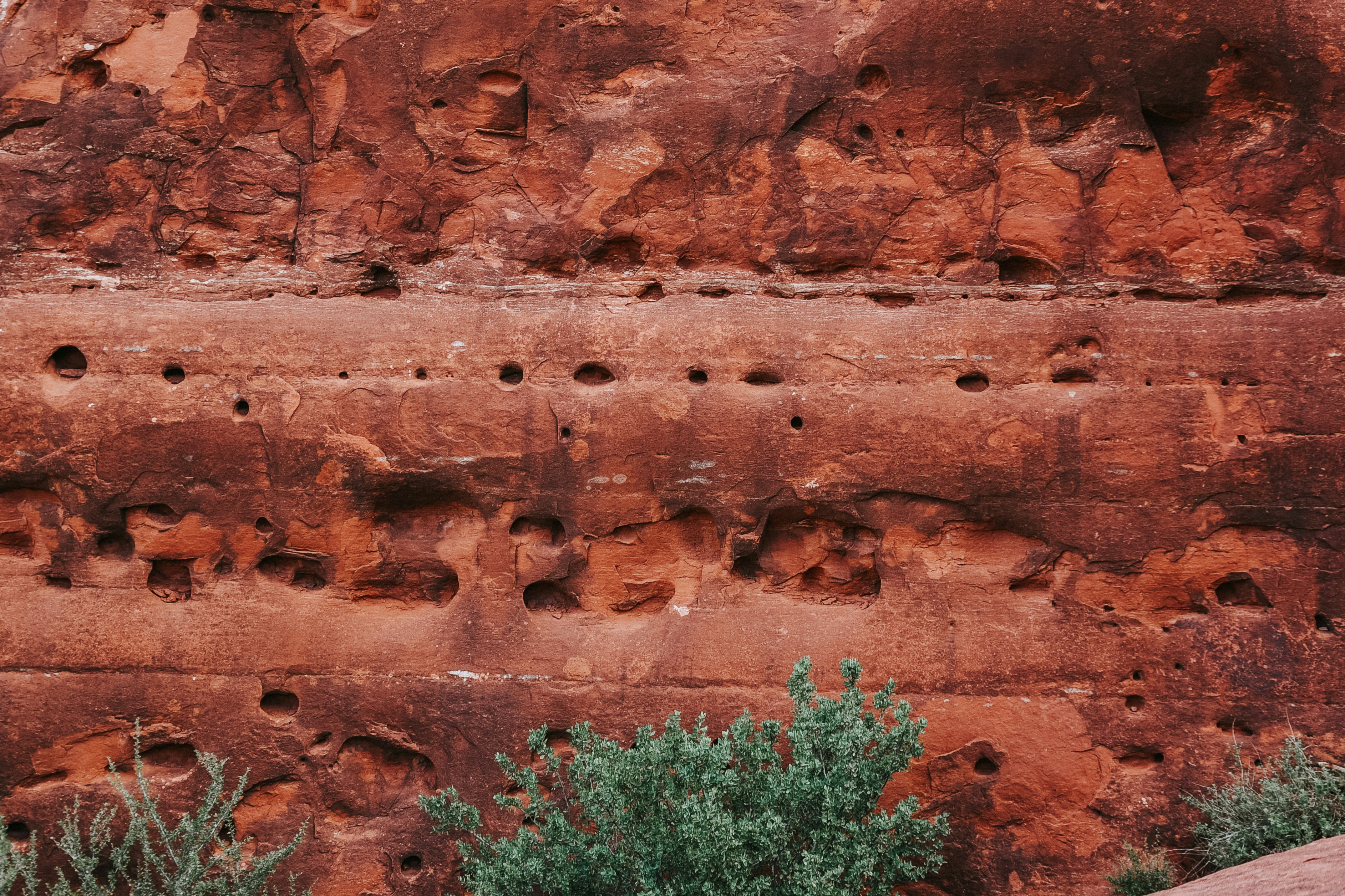 Echoes in Red Stone: A Cliff's Pattern of Holes and Sage