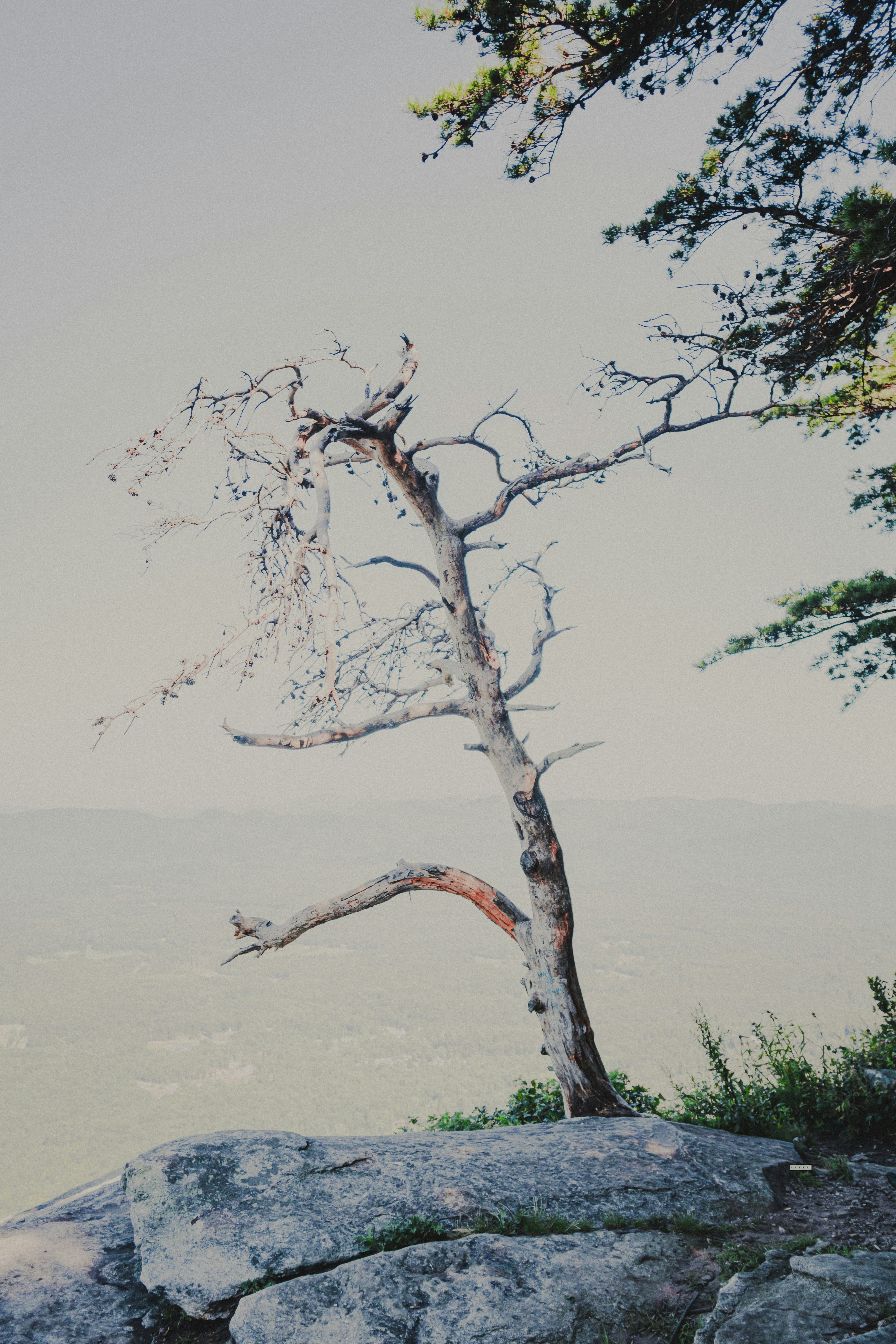 Lonely Pine Crowned by Sky over Weathered Rock