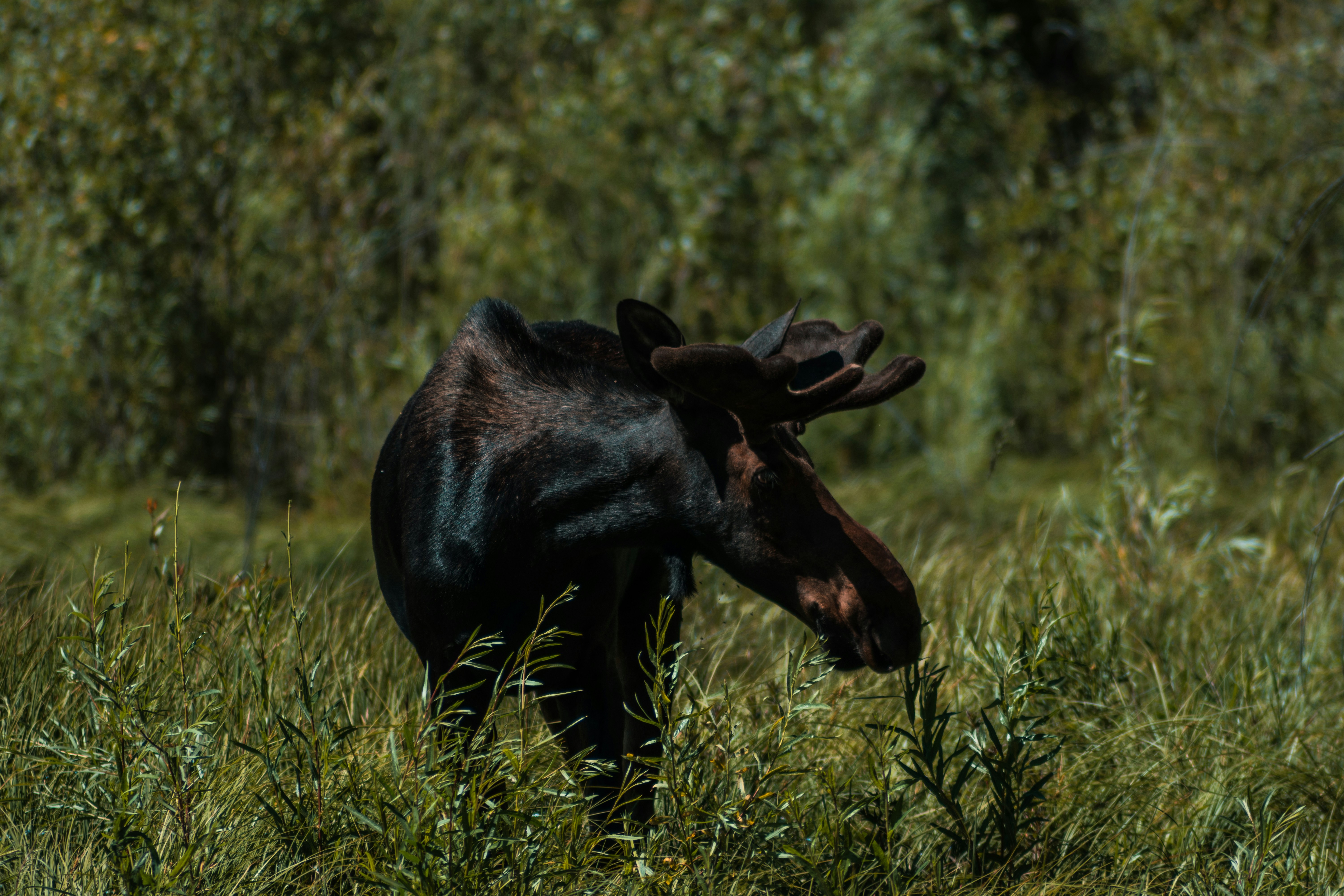 Moose grazing in lush green grass under soft daylight.
