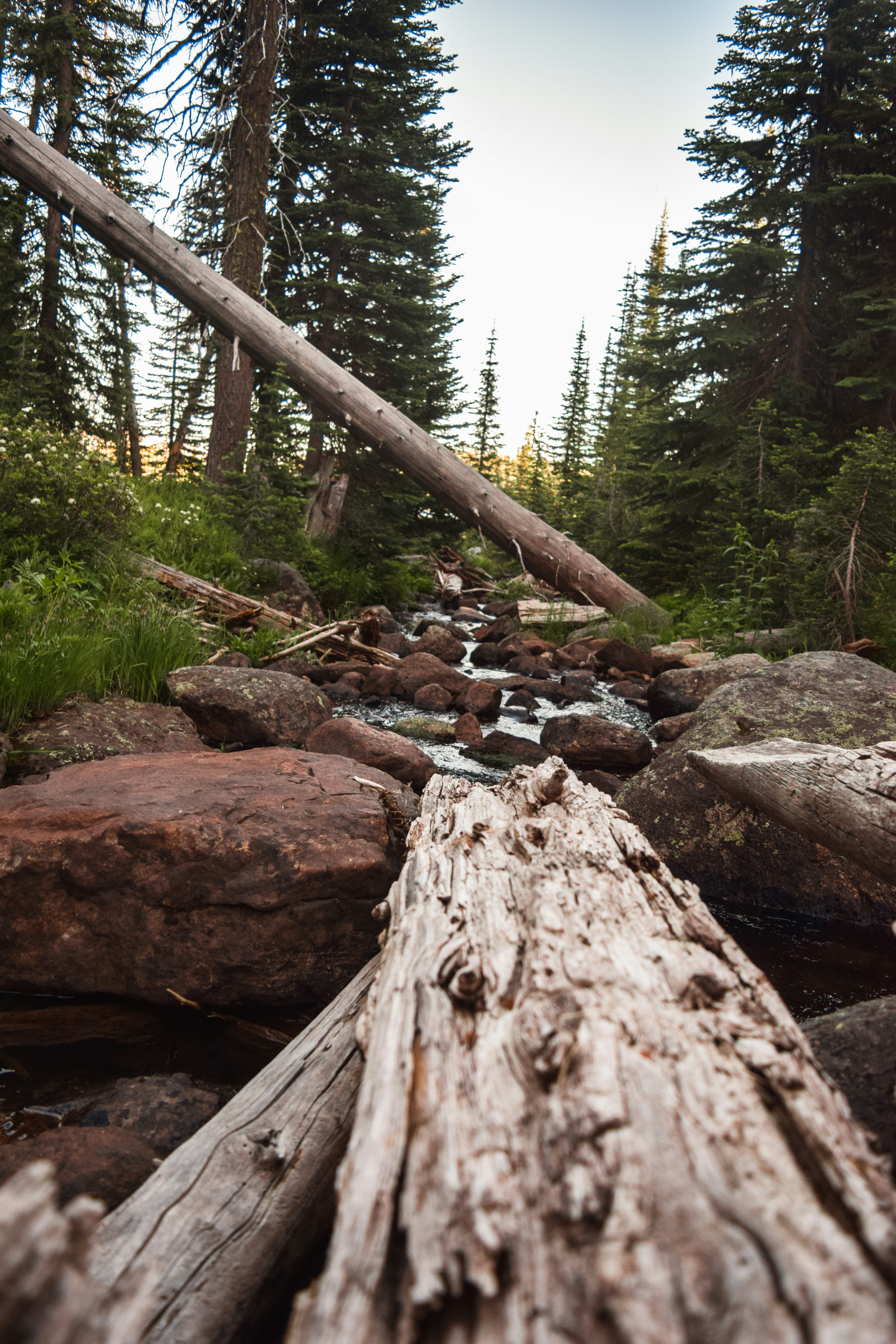 Tree Log Pictures | Download Free Images on Unsplash