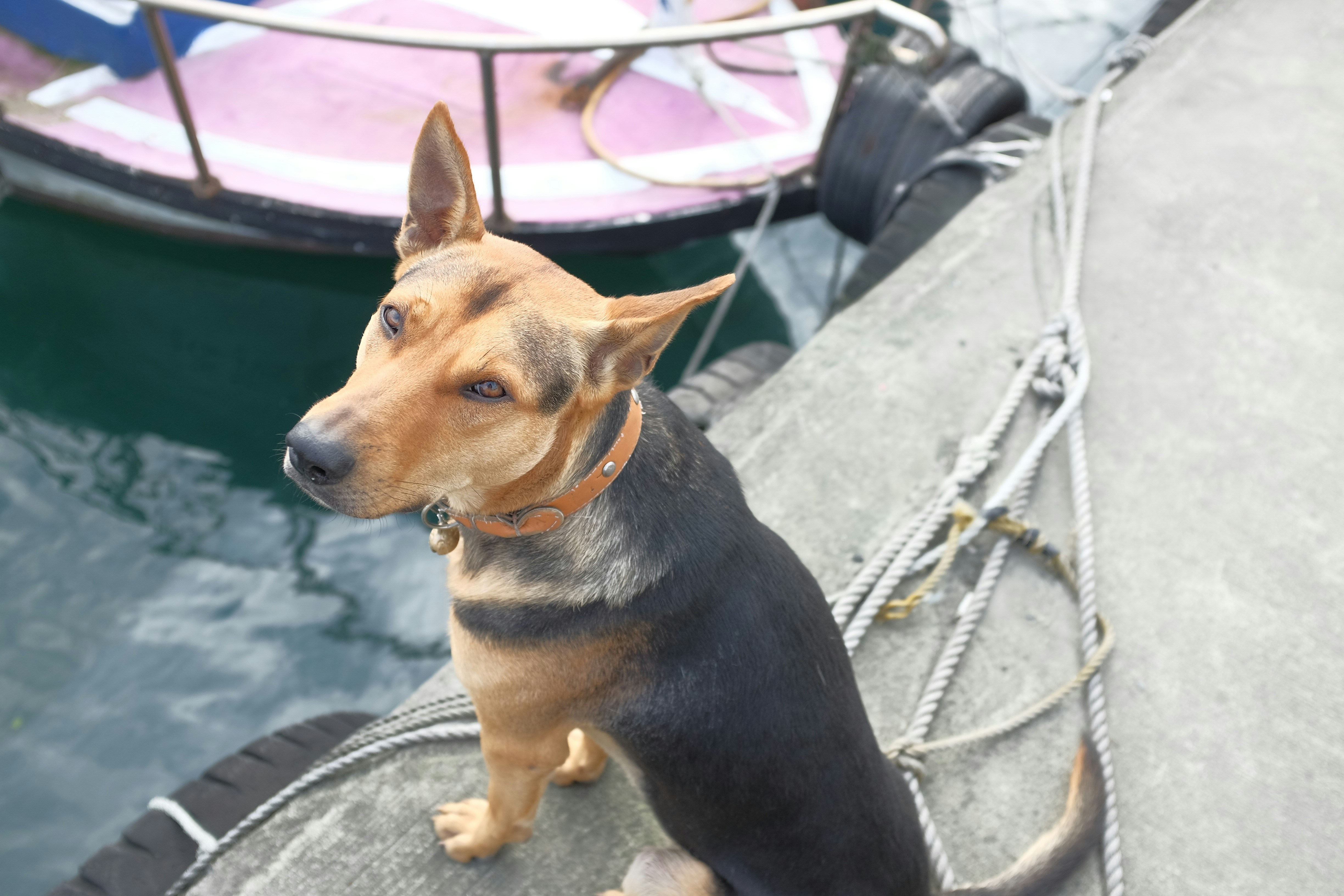 black and tan short coat medium sized dog sitting on grey concrete floor