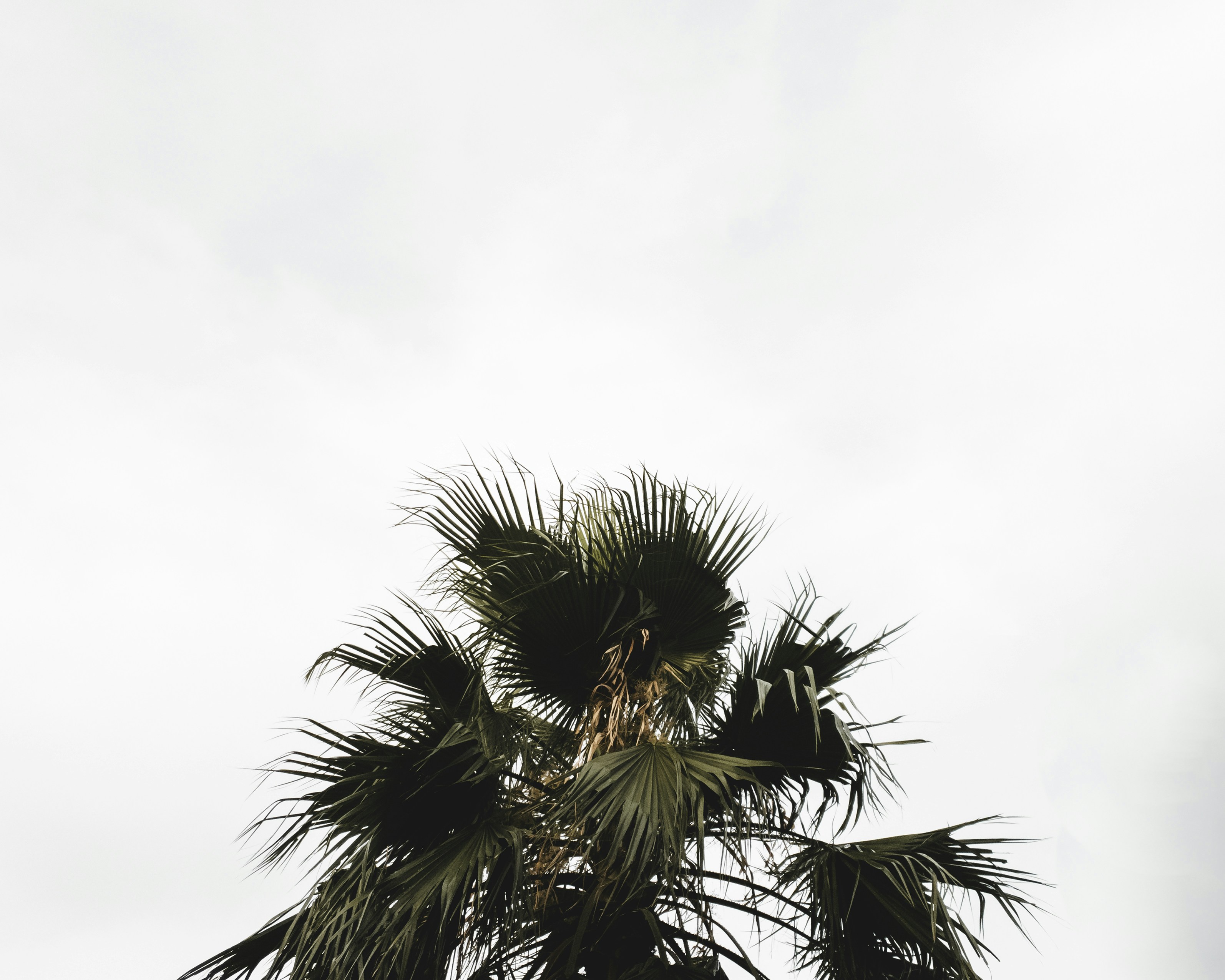 Tall palm tree with fronds swaying under a cloudy white sky.