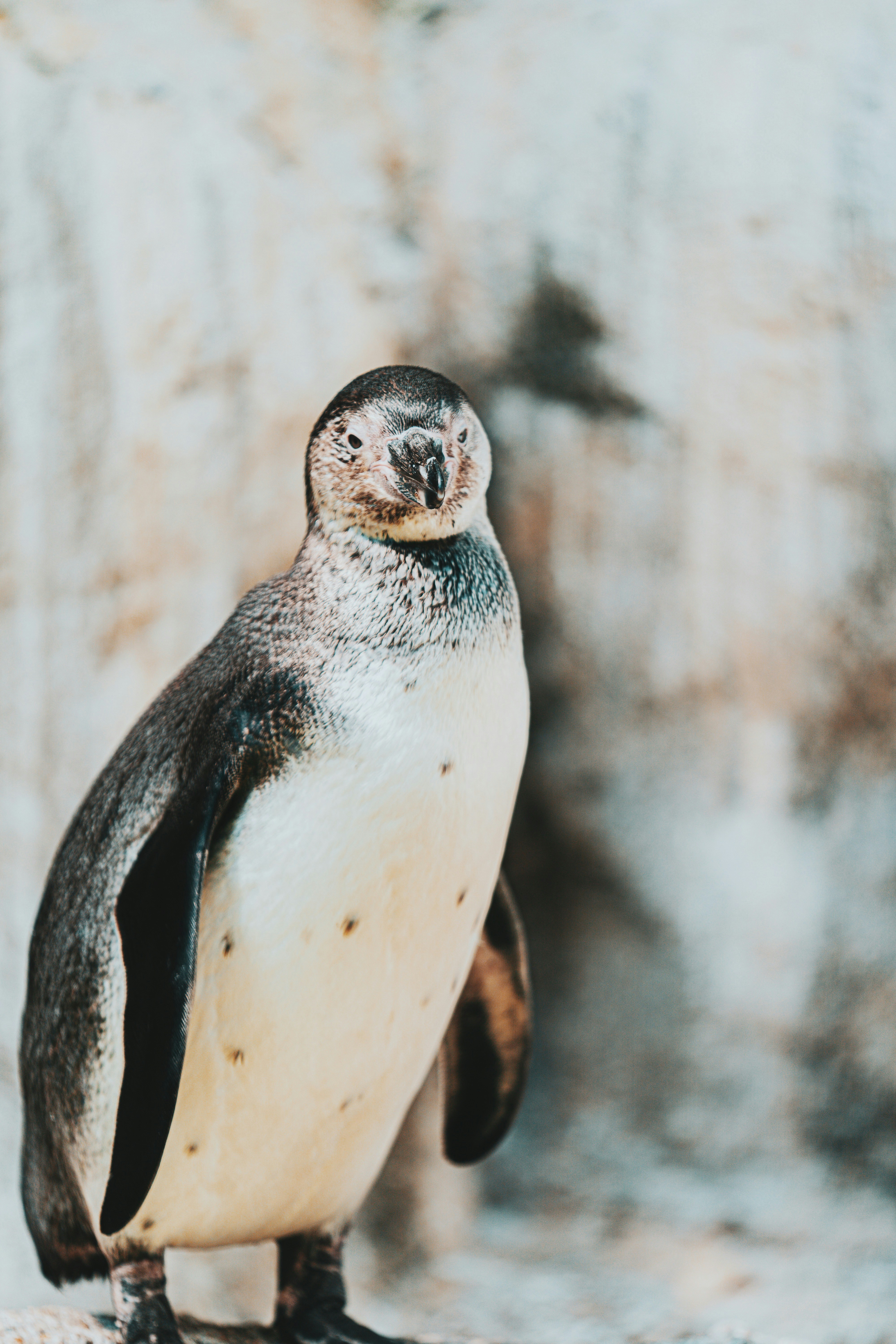 Ice-Walled Gaze: A Penguin Portrait in Quiet Ice Blues