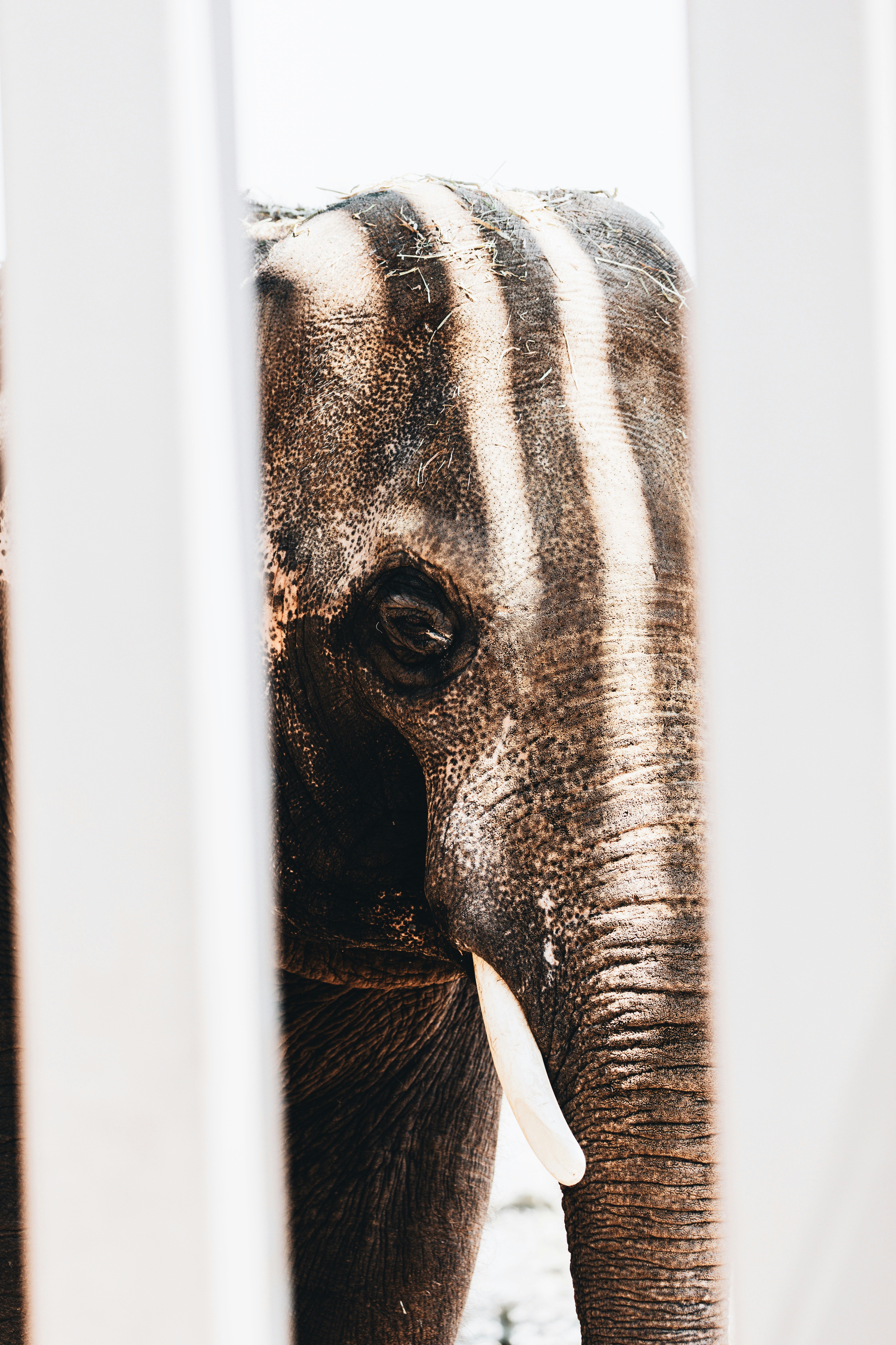 Peeking Trunk: An Elephant Gaze Through Slats