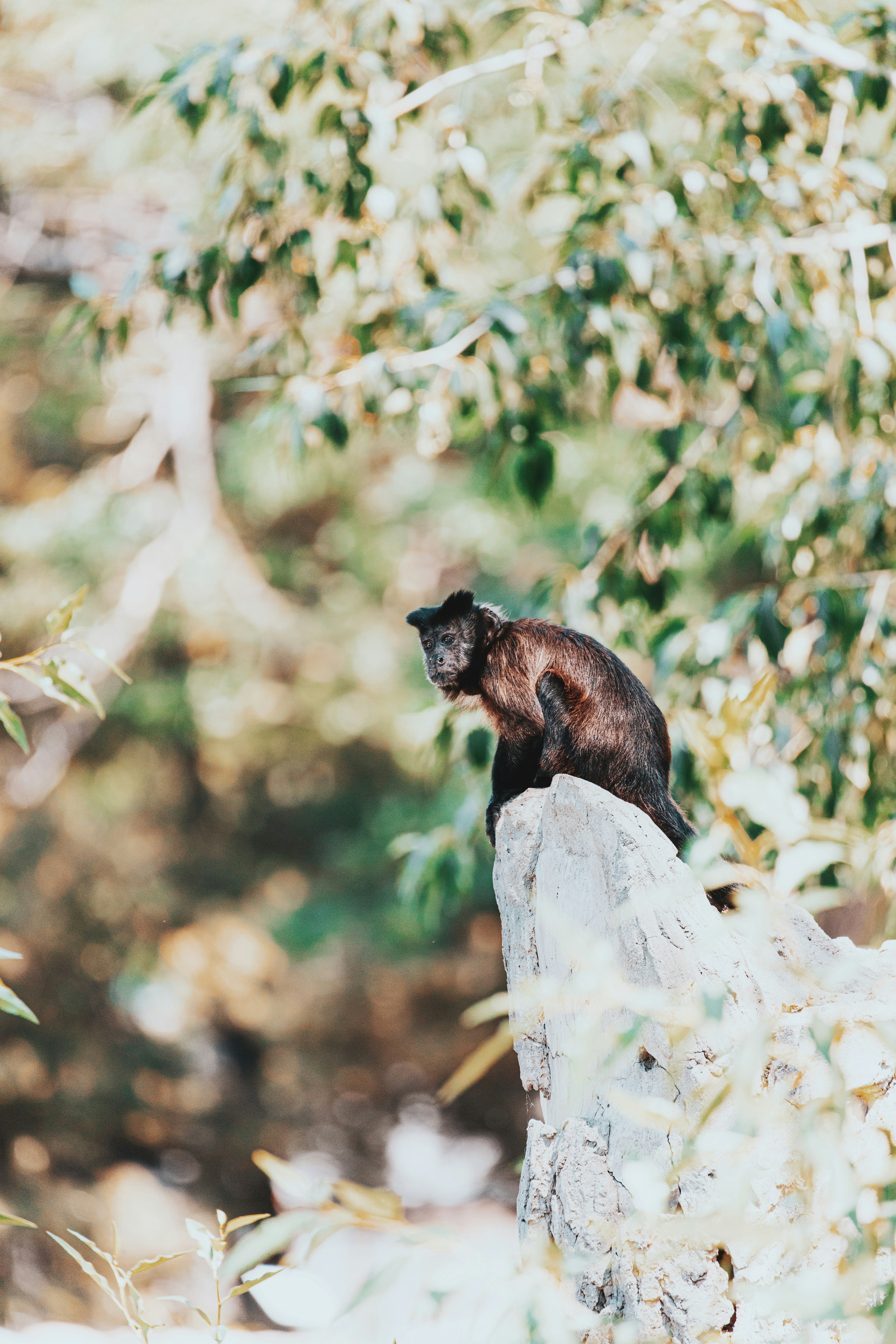 Perched Sentinel: A Black Monkey on a Weathered Rock Amid Sunlit Foliage