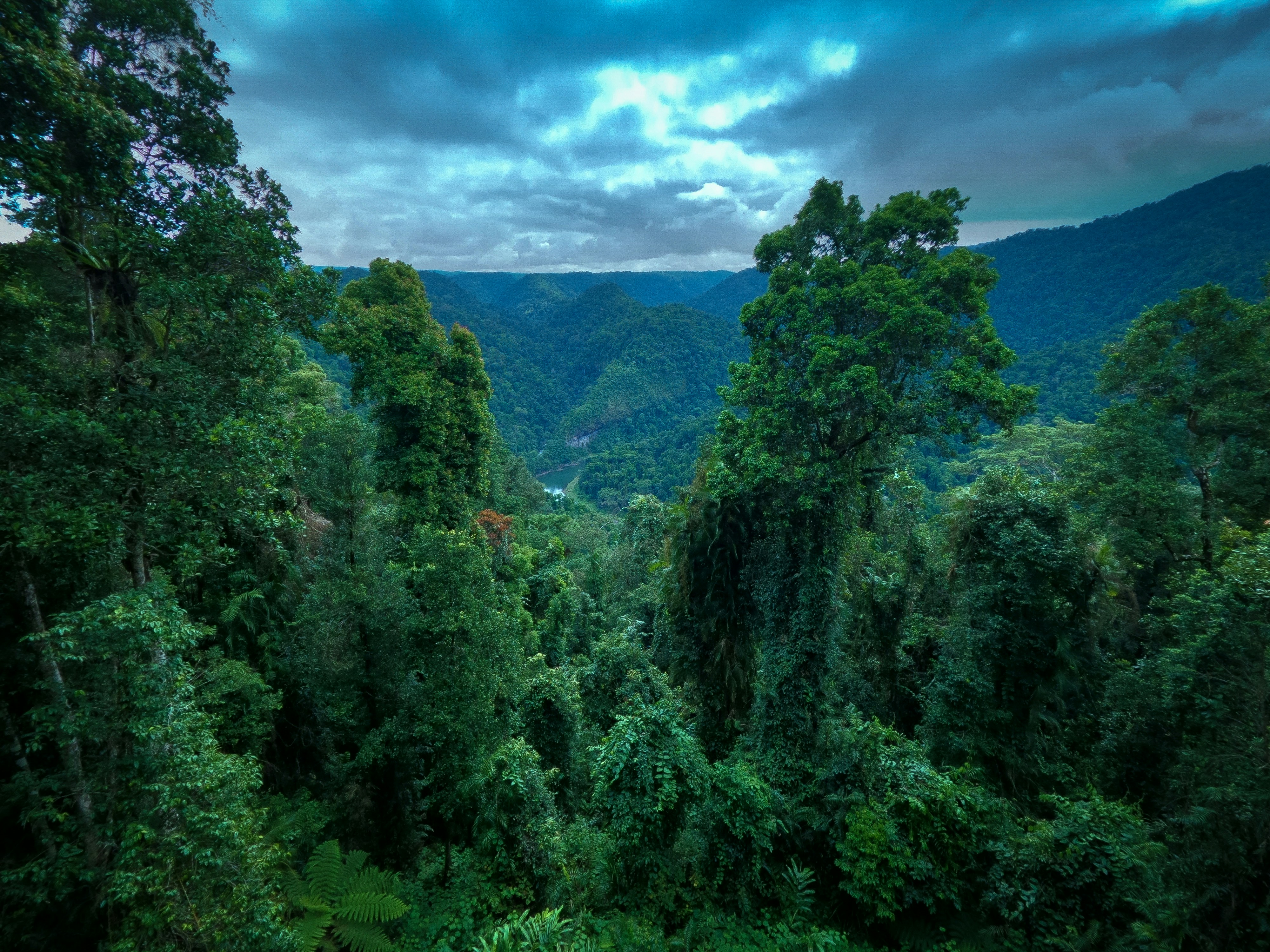 Lush rainforest canopy stretches beneath a moody sky, with distant hills fading into the horizon.
